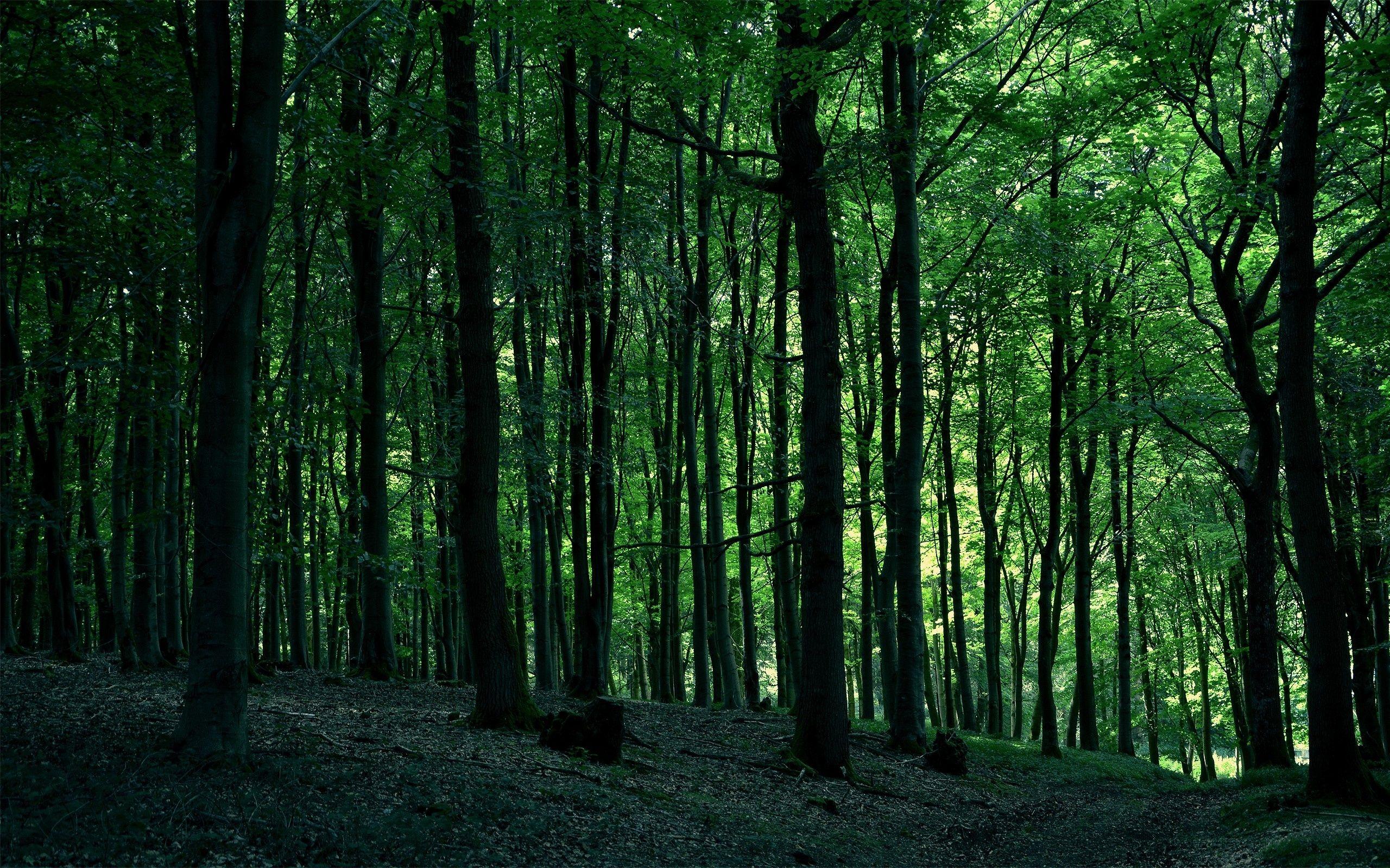 2560 X 1600 Forest Wallpapers - Top Free 2560 X 1600 Forest Backgrounds ...