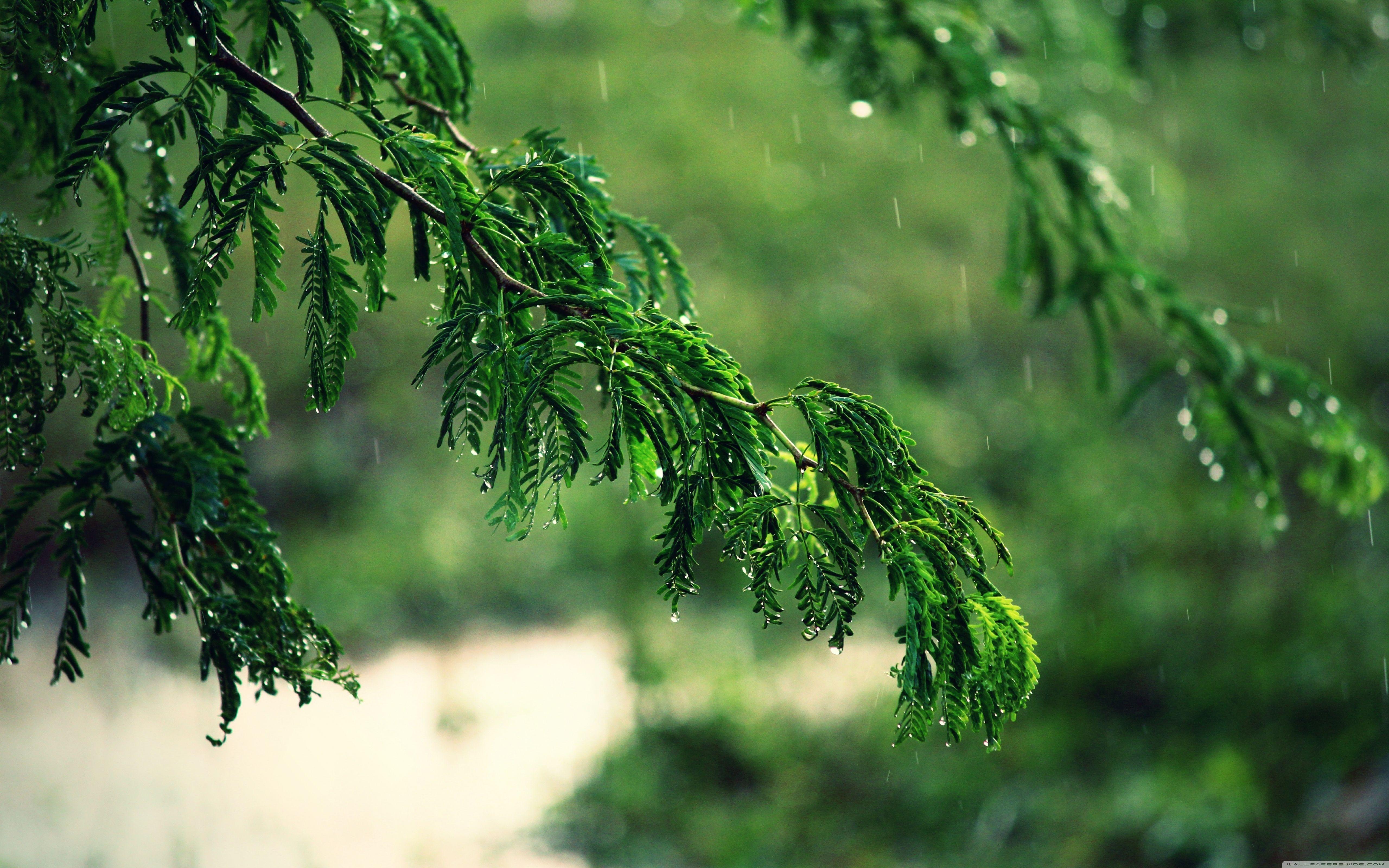 Falling Rain Wallpapers - Top Free Falling Rain Backgrounds - WallpaperAccess