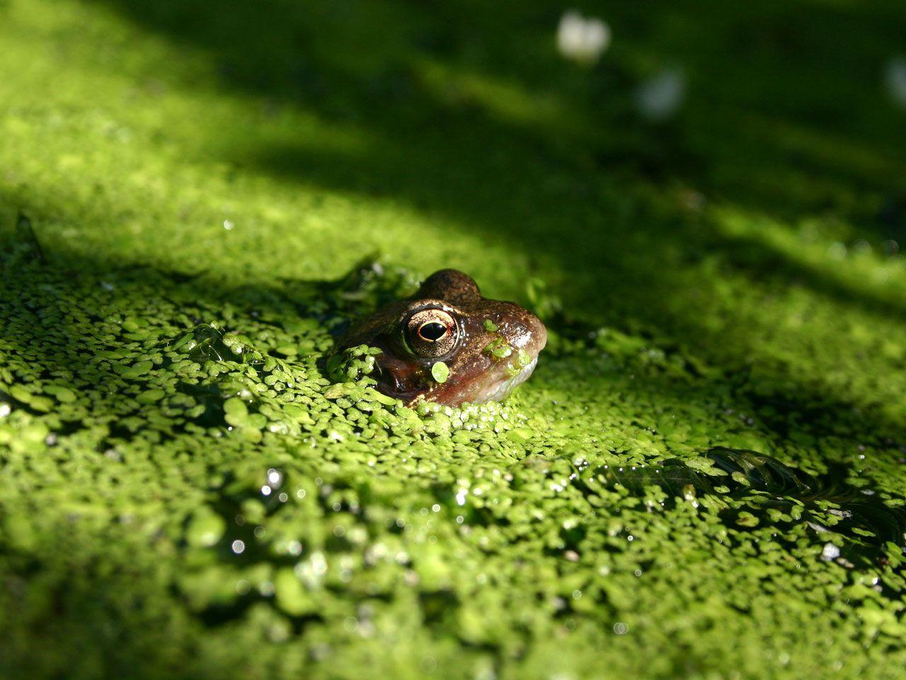 Baby Frog Wallpapers - Top Free Baby Frog Backgrounds - WallpaperAccess