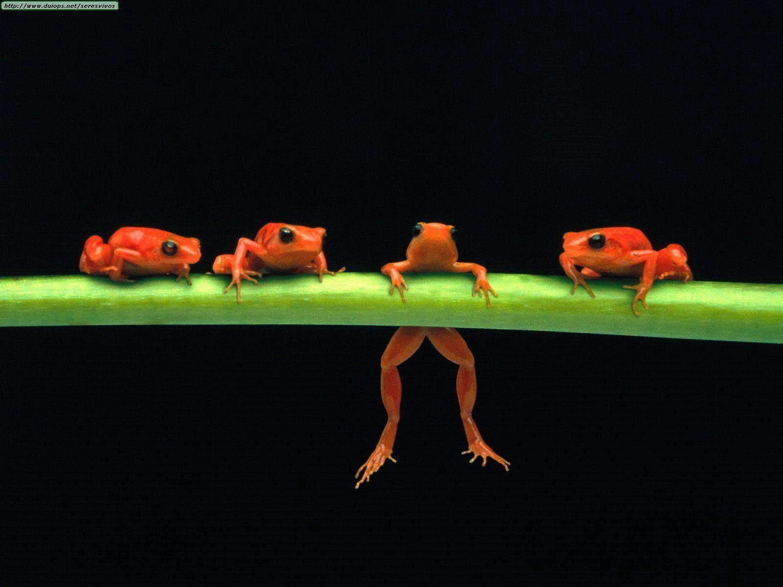 Baby Frog Wallpapers - Top Free Baby Frog Backgrounds - WallpaperAccess