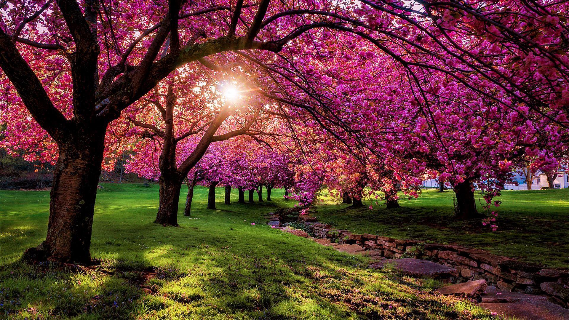 Anime Spring Landscape Wallpapers - Top Free Anime Spring Landscape ...