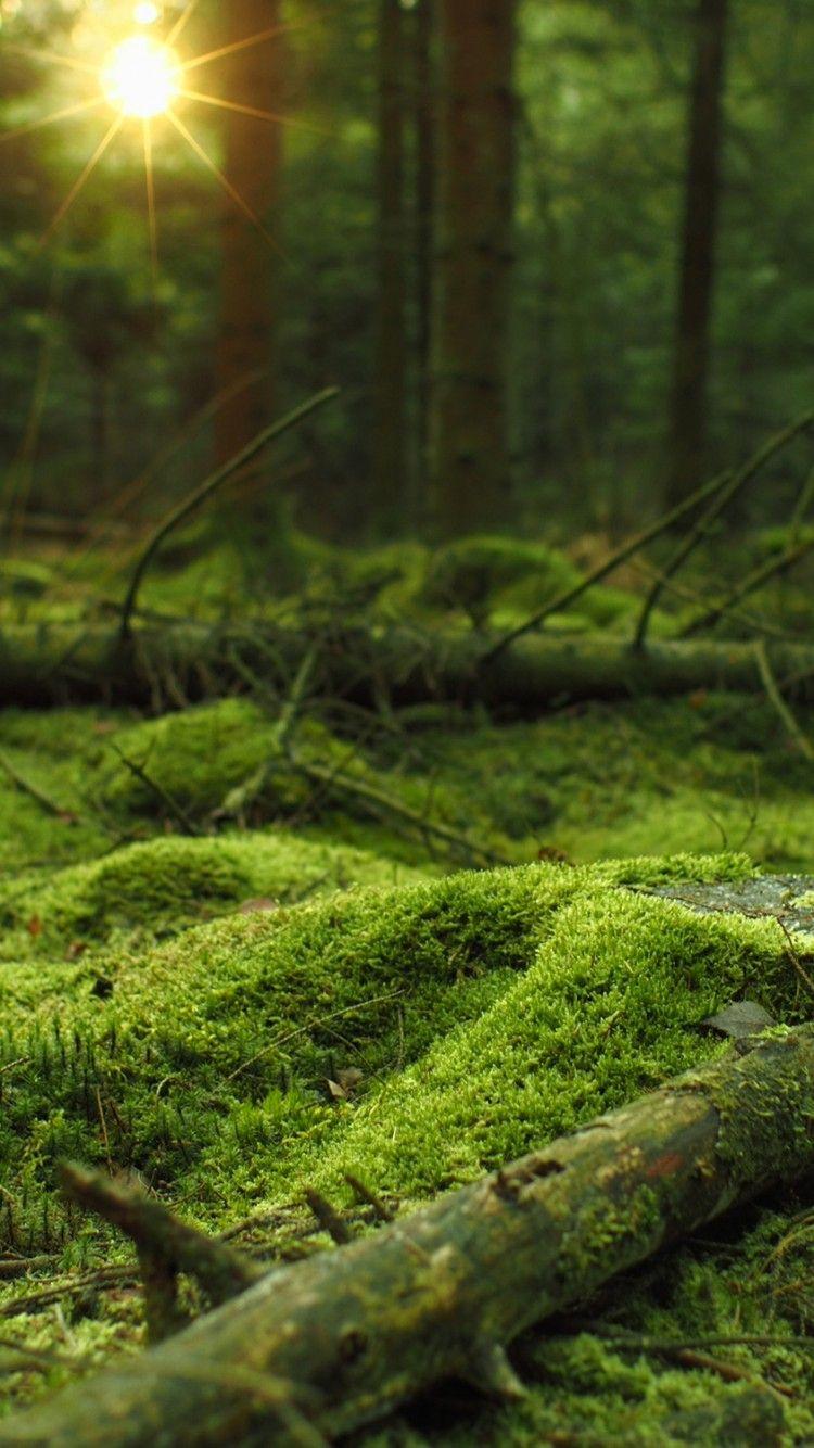 Mossy Forest Wallpapers - Top Free Mossy Forest Backgrounds ...