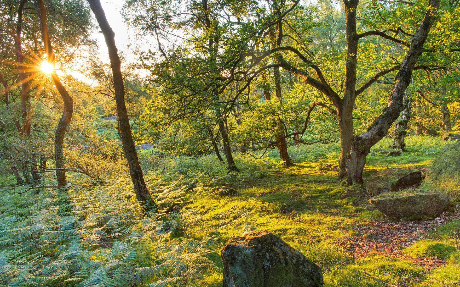 Mossy Forest Wallpapers - Top Free Mossy Forest Backgrounds ...