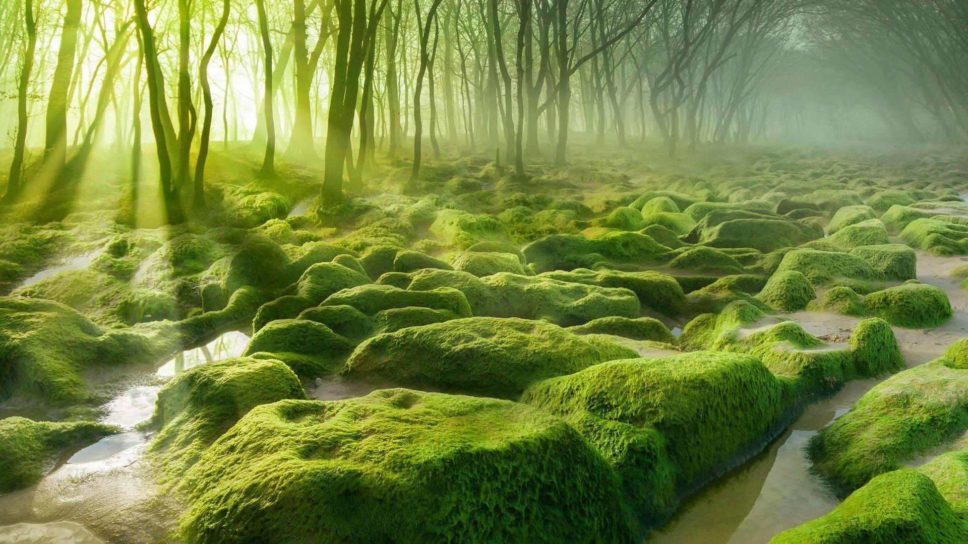 Mossy Forest Wallpapers - Top Free Mossy Forest Backgrounds ...