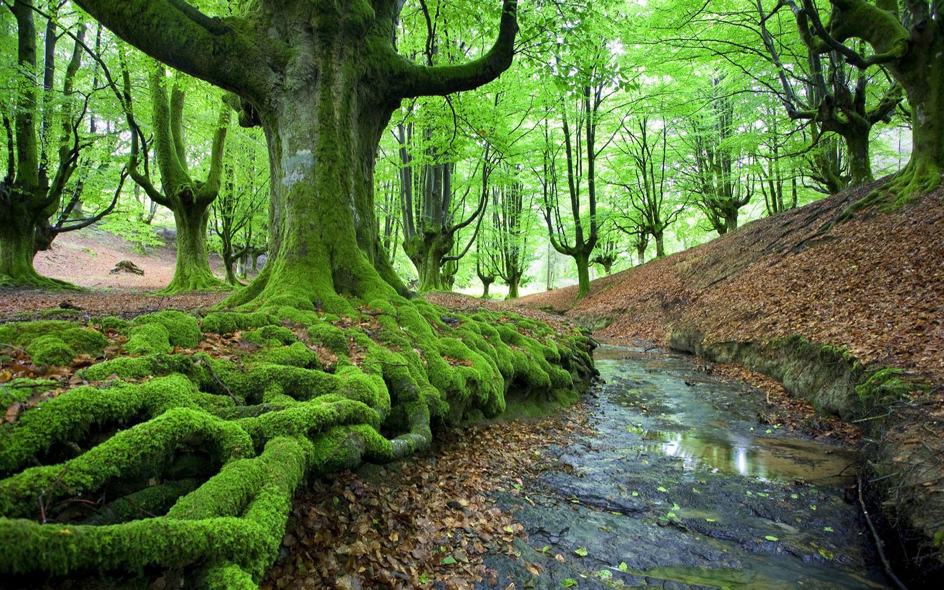 Mossy Forest Wallpapers - Top Free Mossy Forest Backgrounds ...