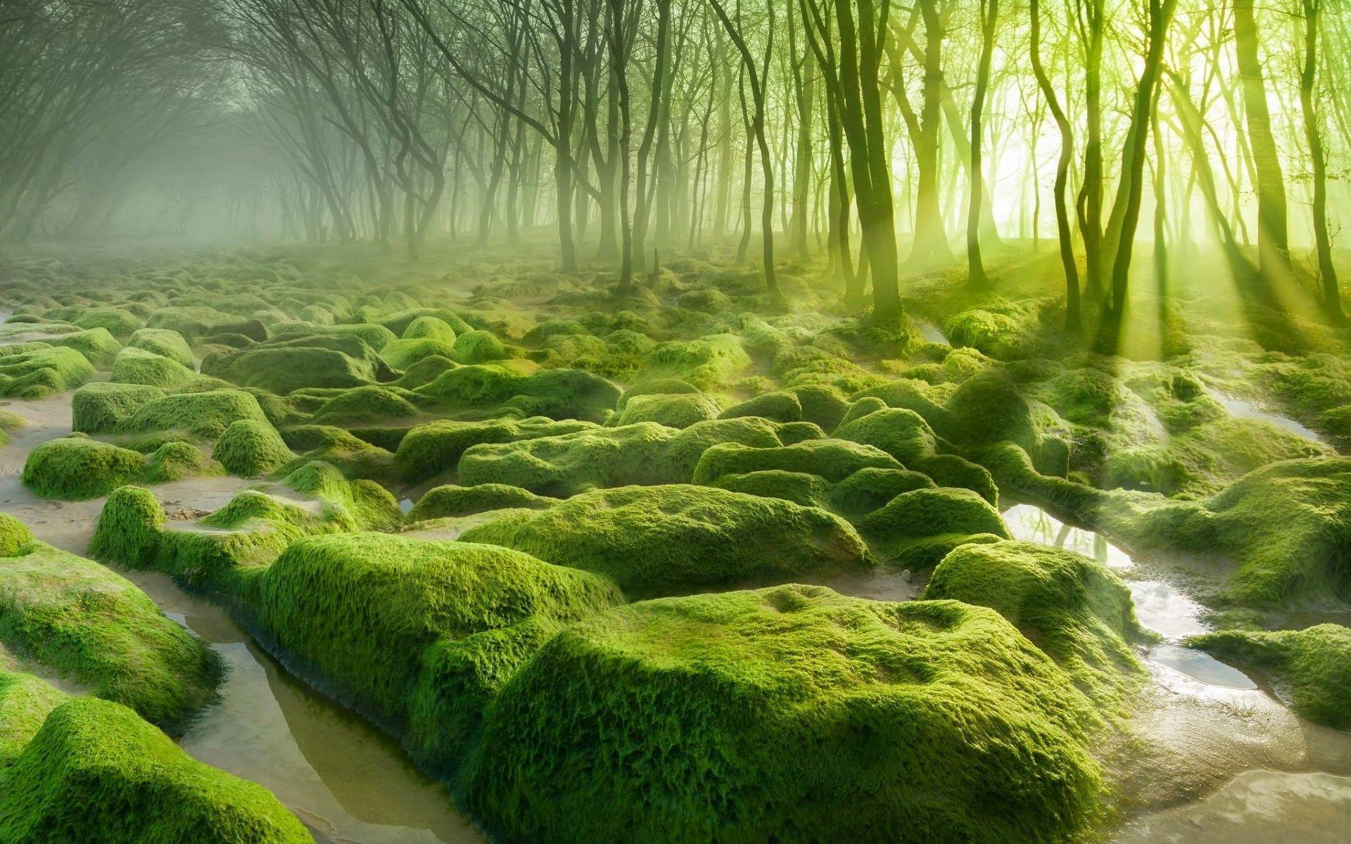 Mossy Forest Wallpapers - Top Free Mossy Forest Backgrounds ...