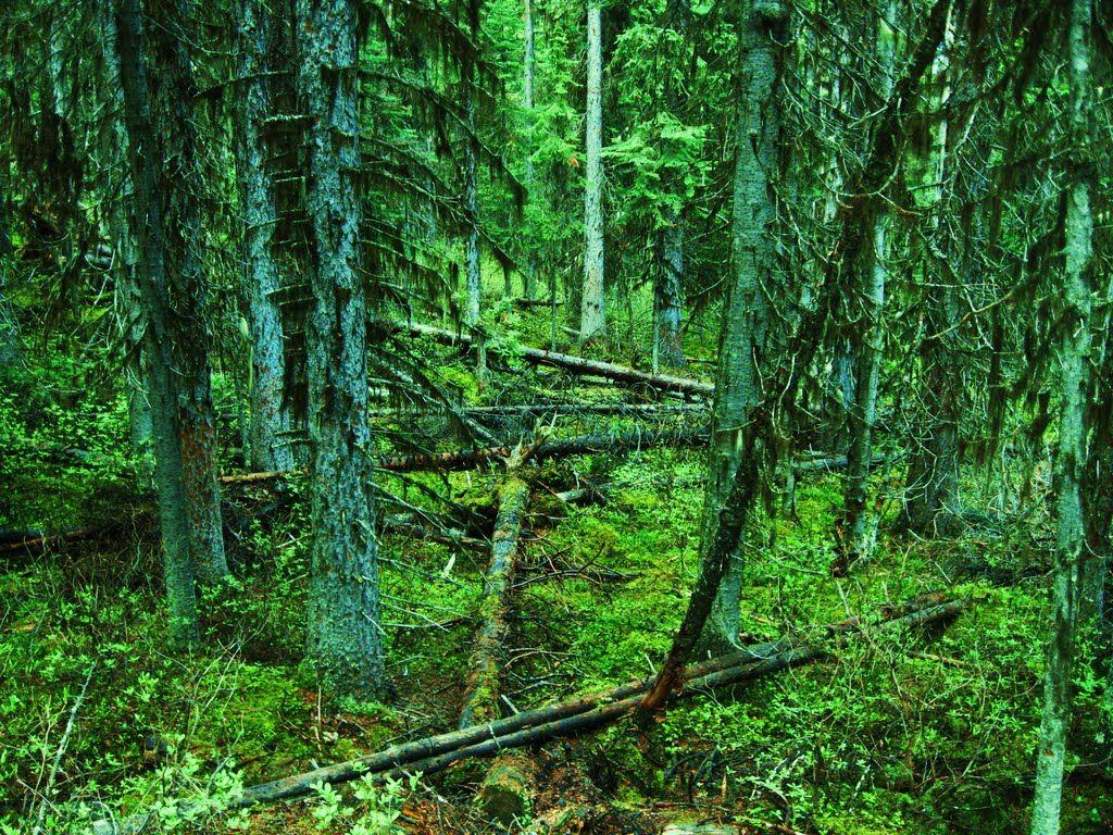 Mossy Forest Wallpapers - Top Free Mossy Forest Backgrounds ...