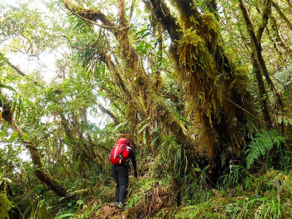 Mossy Forest Wallpapers - Top Free Mossy Forest Backgrounds ...