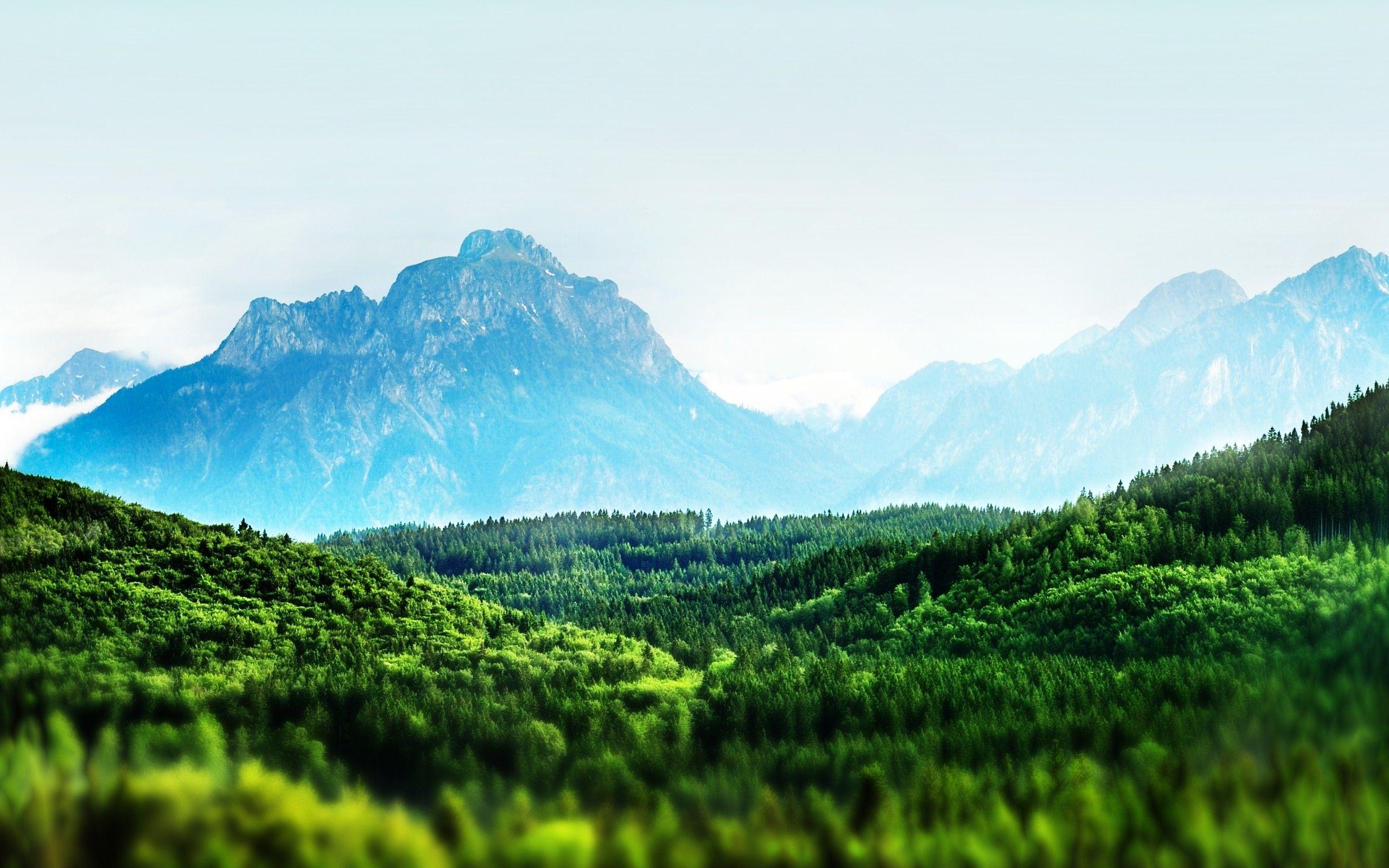 Clear Forest Wallpapers - Top Free Clear Forest Backgrounds ...