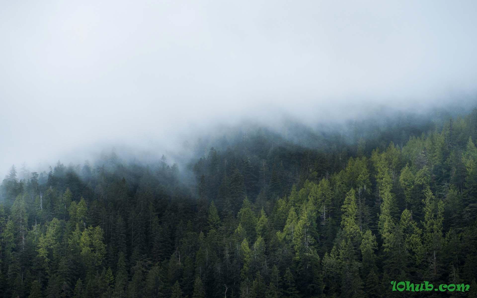 Clear Forest Wallpapers - Top Free Clear Forest Backgrounds ...