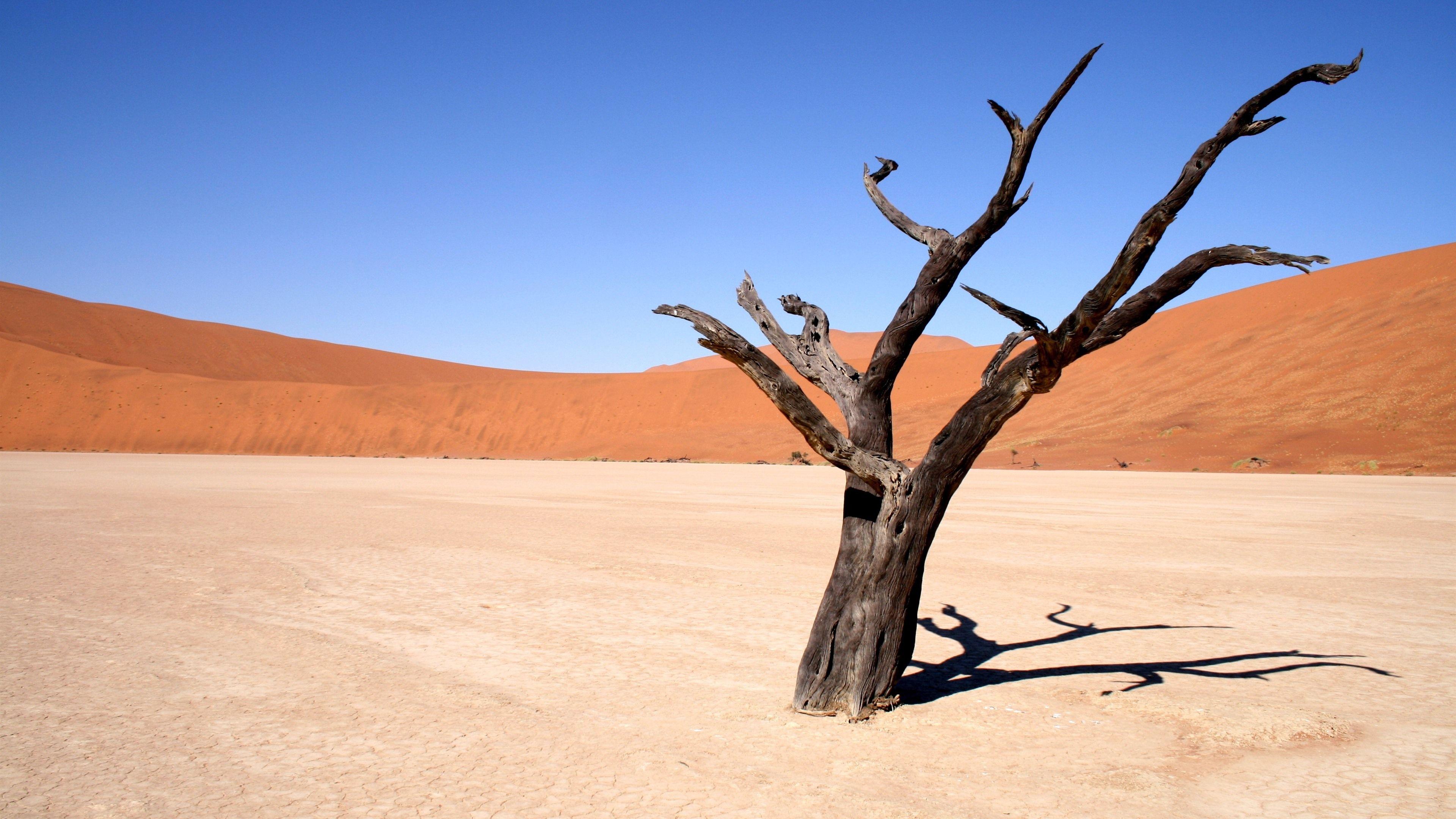 Desert Forest Wallpapers - Top Free Desert Forest Backgrounds ...