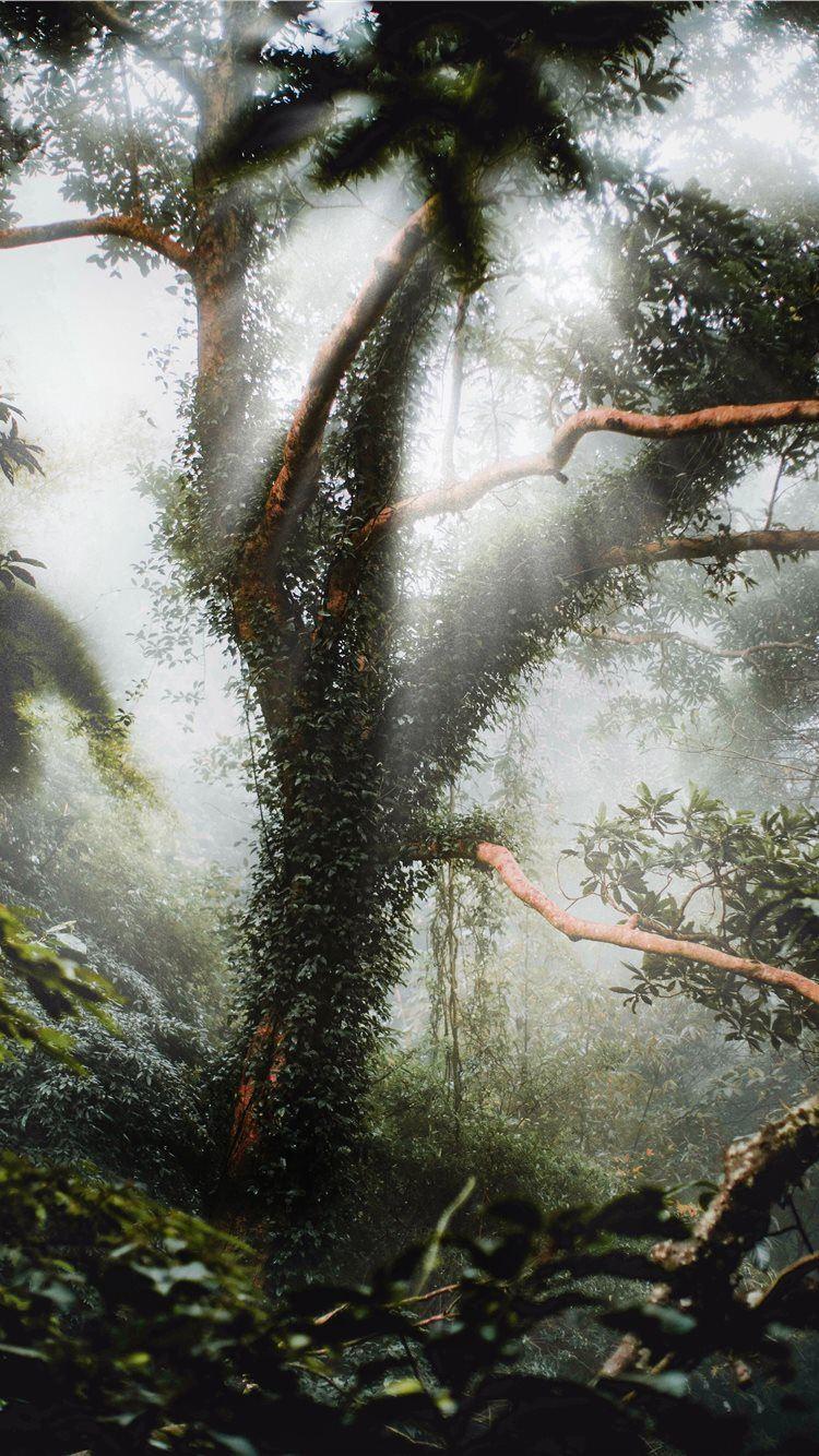 Clear Forest Wallpapers - Top Free Clear Forest Backgrounds ...