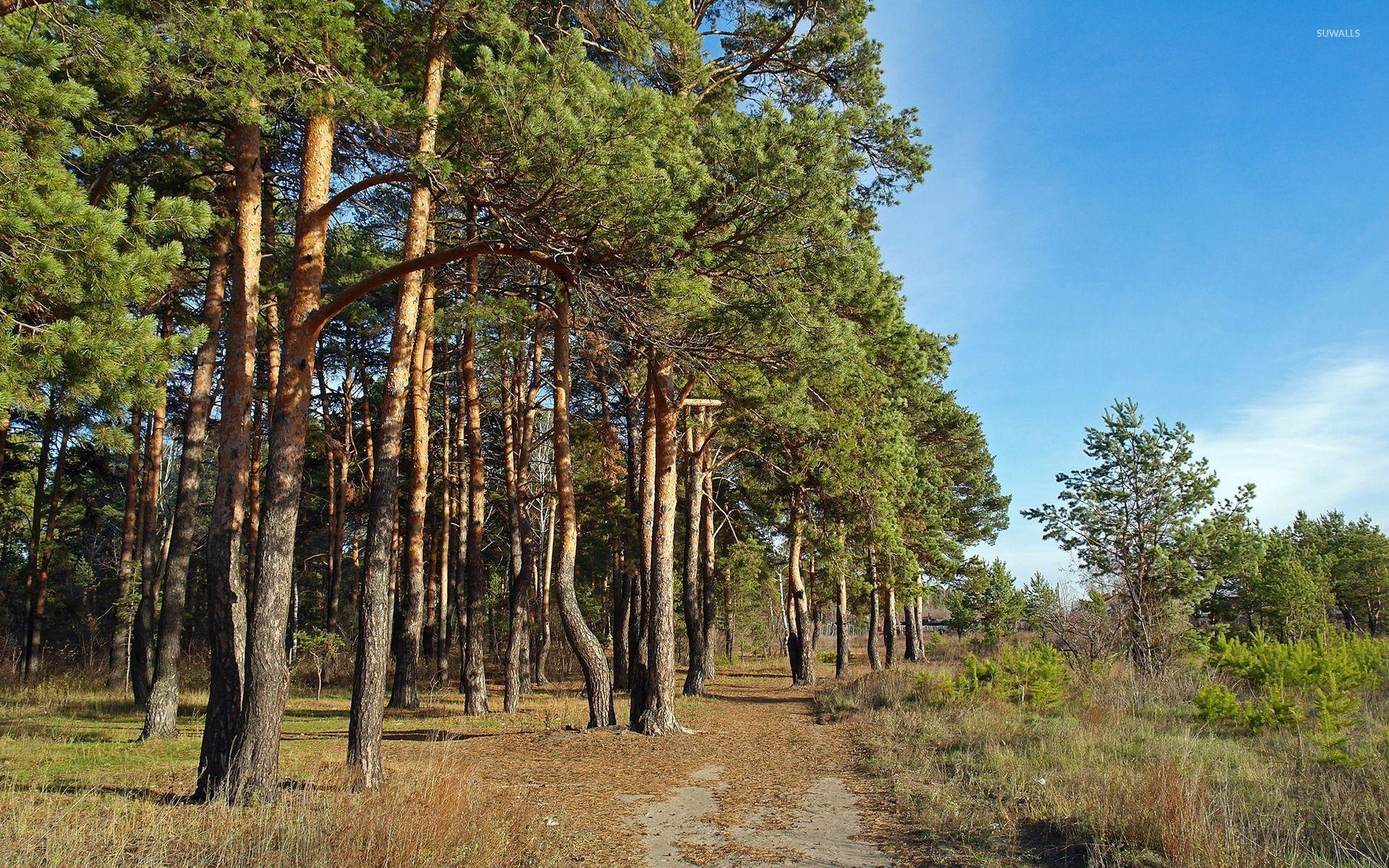 Clear Forest Wallpapers - Top Free Clear Forest Backgrounds ...