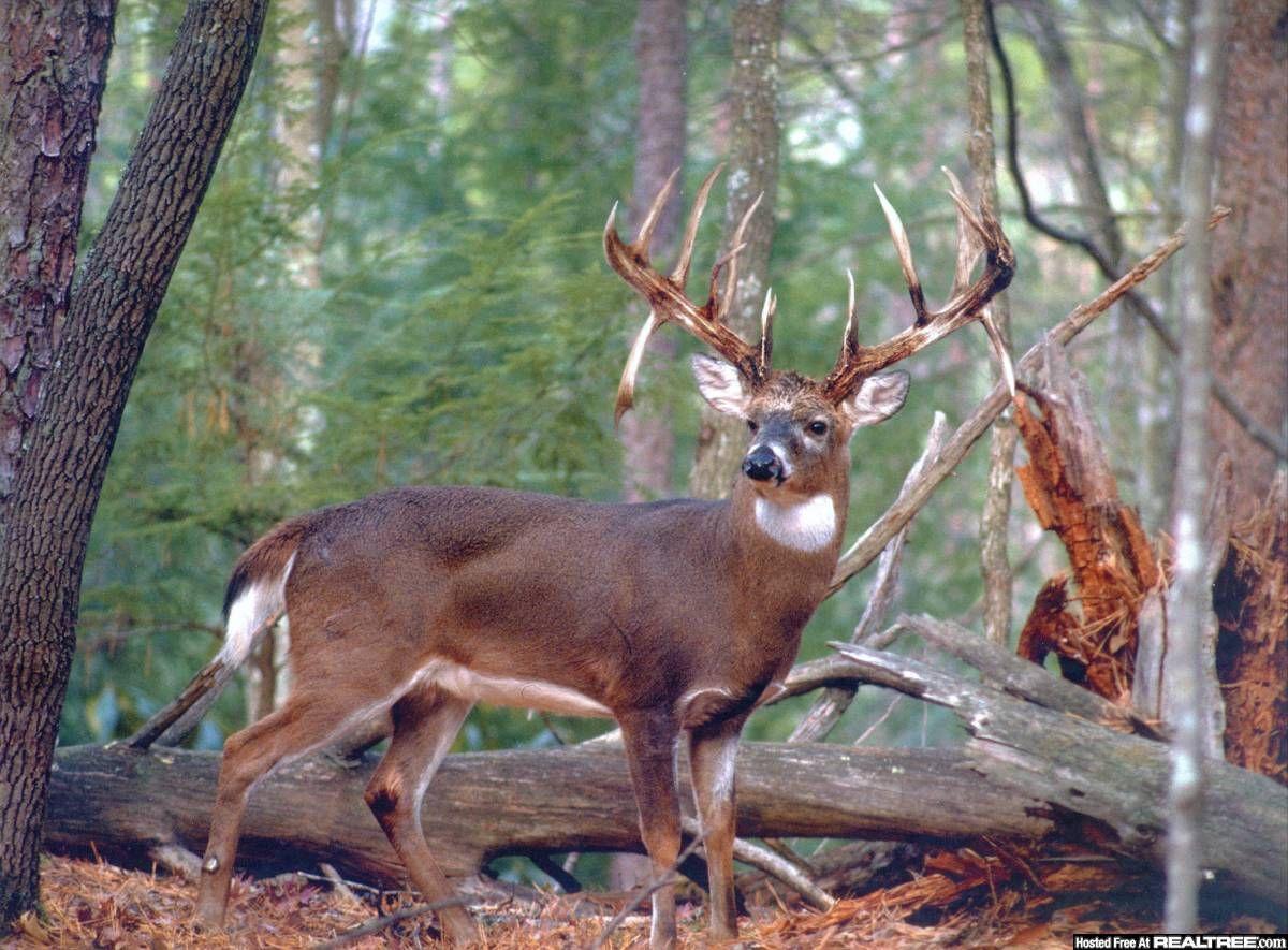 Whitetail Deer Wallpapers - Top Free Whitetail Deer Backgrounds - WallpaperAccess