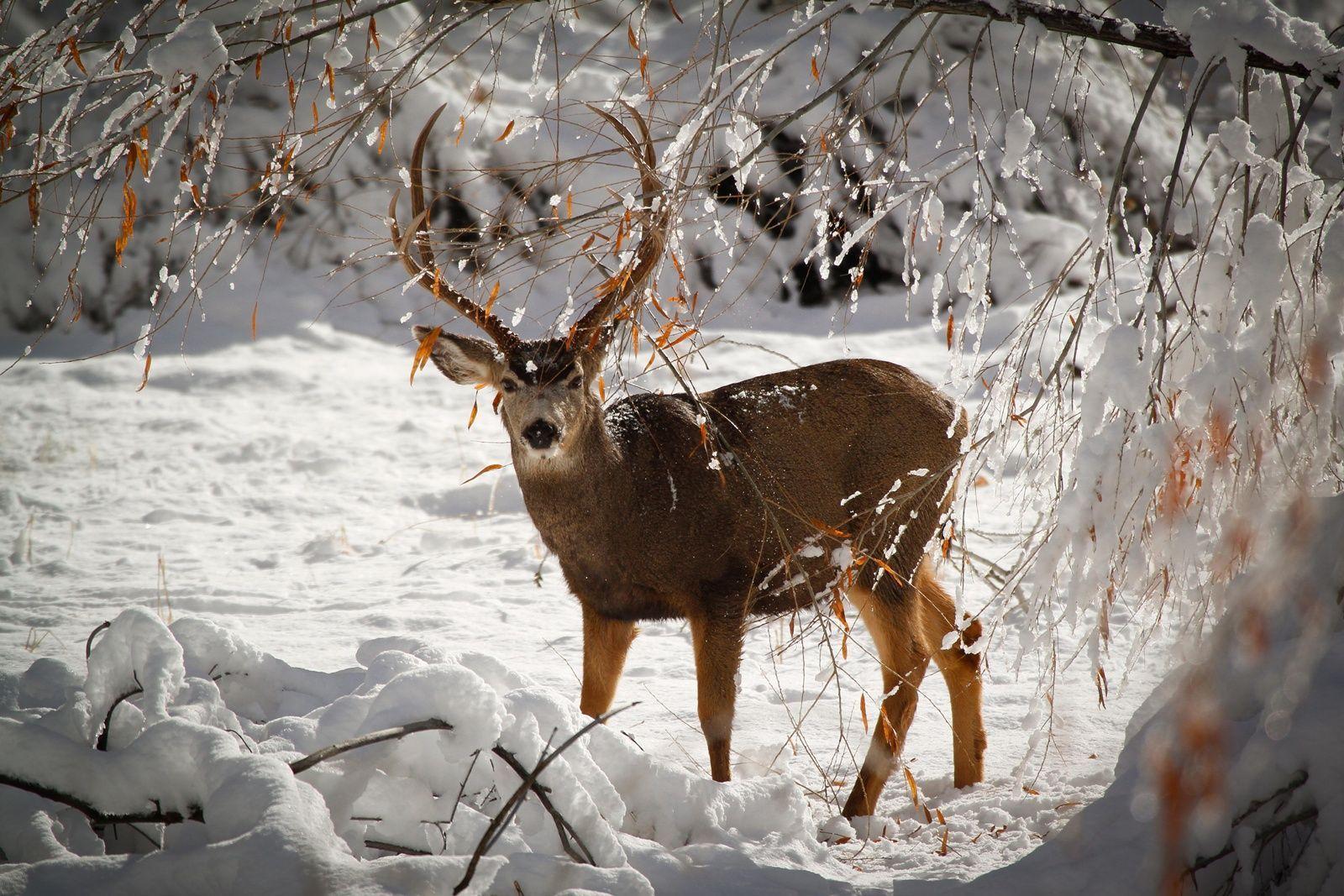 Deer in Snow Wallpapers - Top Free Deer in Snow Backgrounds ...