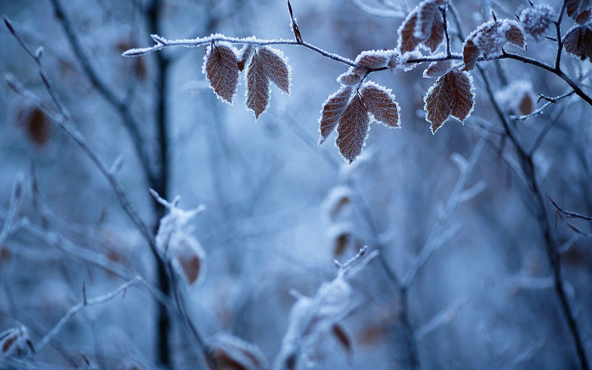 Frosty Winter Wallpapers - Top Free Frosty Winter Backgrounds ...