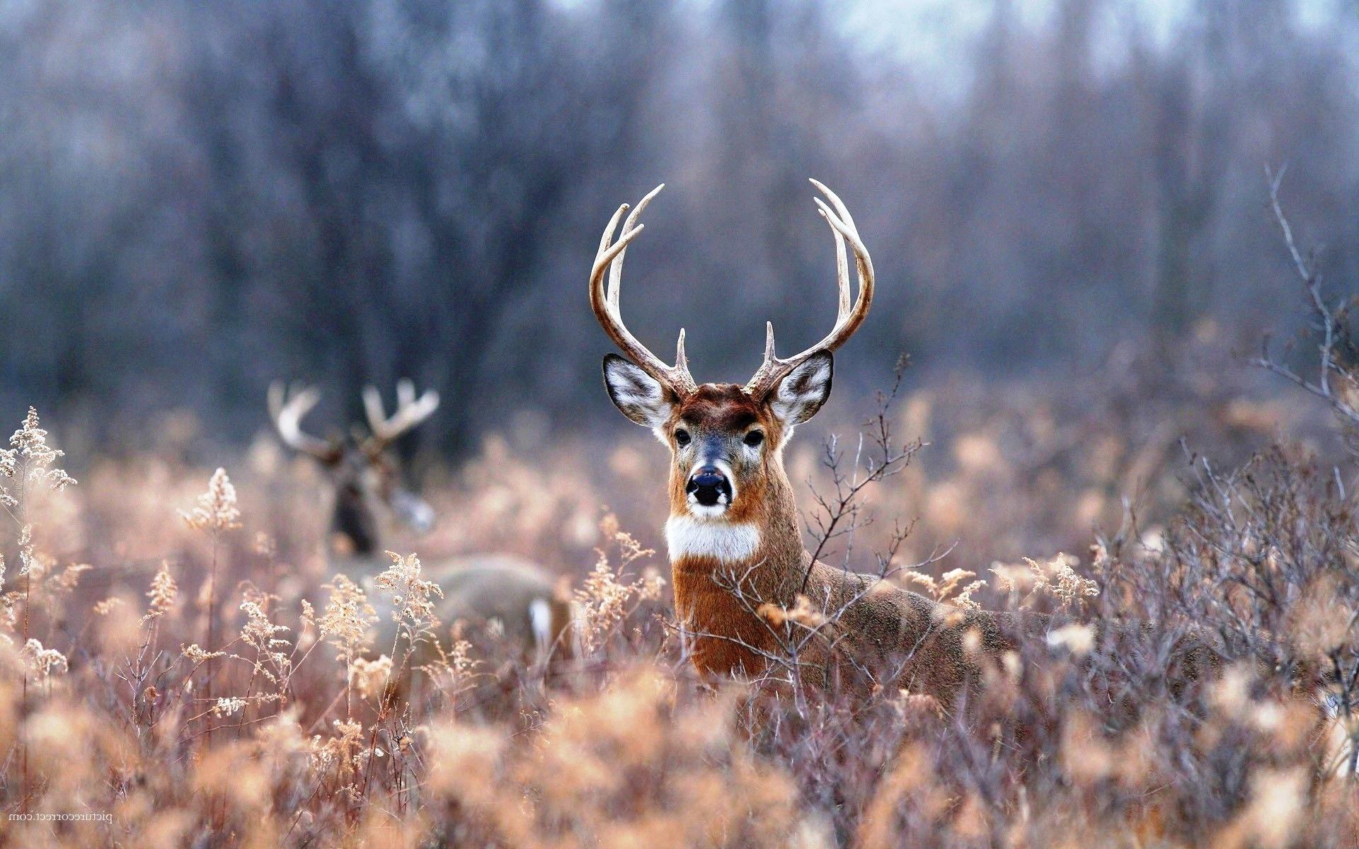 Whitetail Deer Wallpapers - Top Free Whitetail Deer Backgrounds - WallpaperAccess