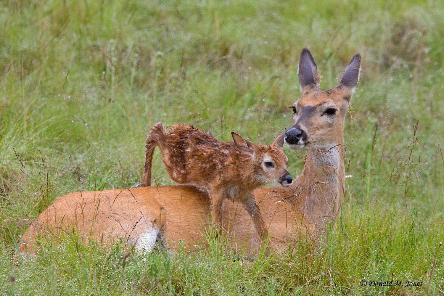 Whitetail Deer Wallpapers - Top Free Whitetail Deer Backgrounds ...