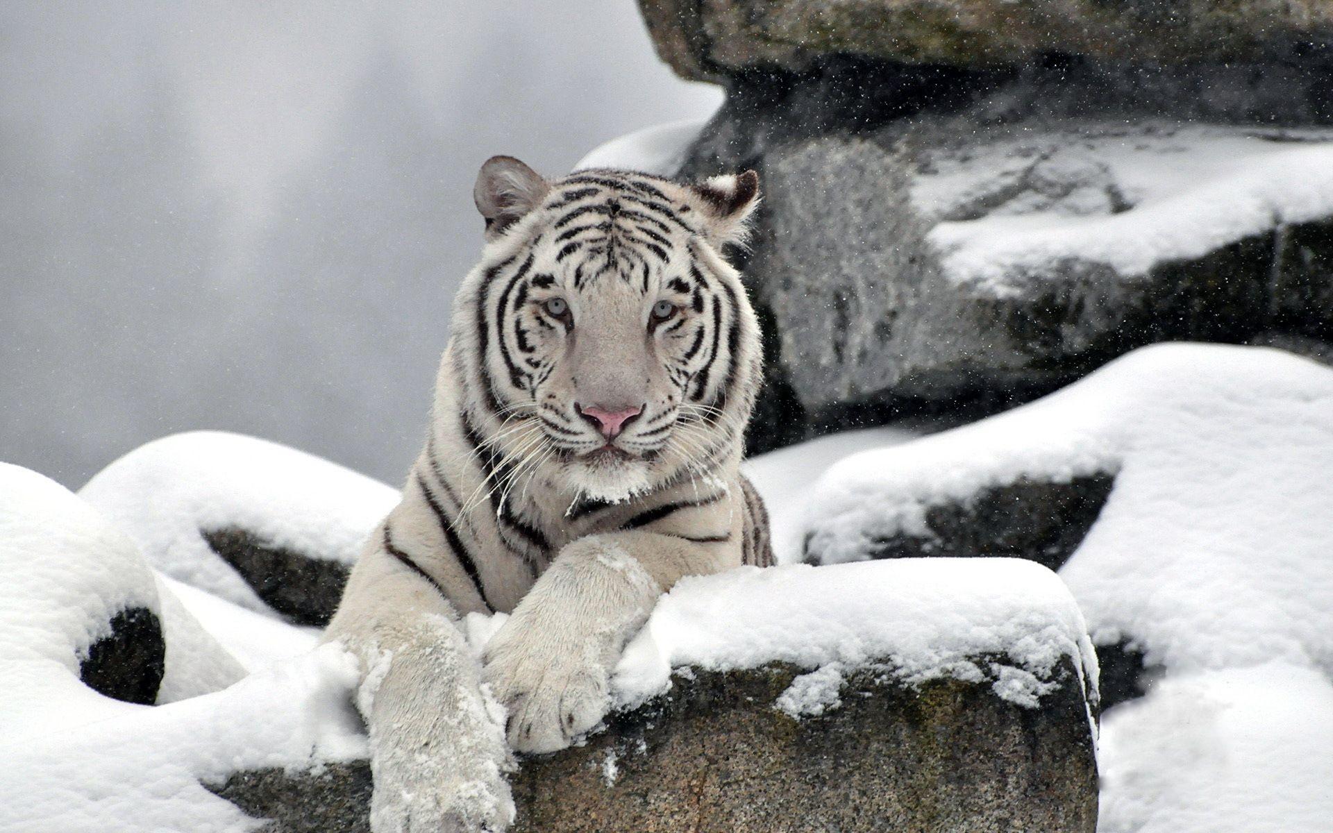Winter Tiger Wallpapers - Top Free Winter Tiger Backgrounds ...