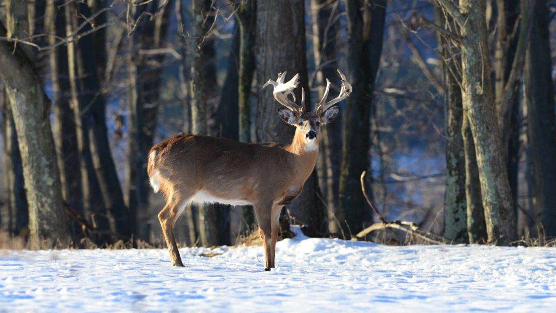 Whitetail Deer Wallpapers - Top Free Whitetail Deer Backgrounds ...