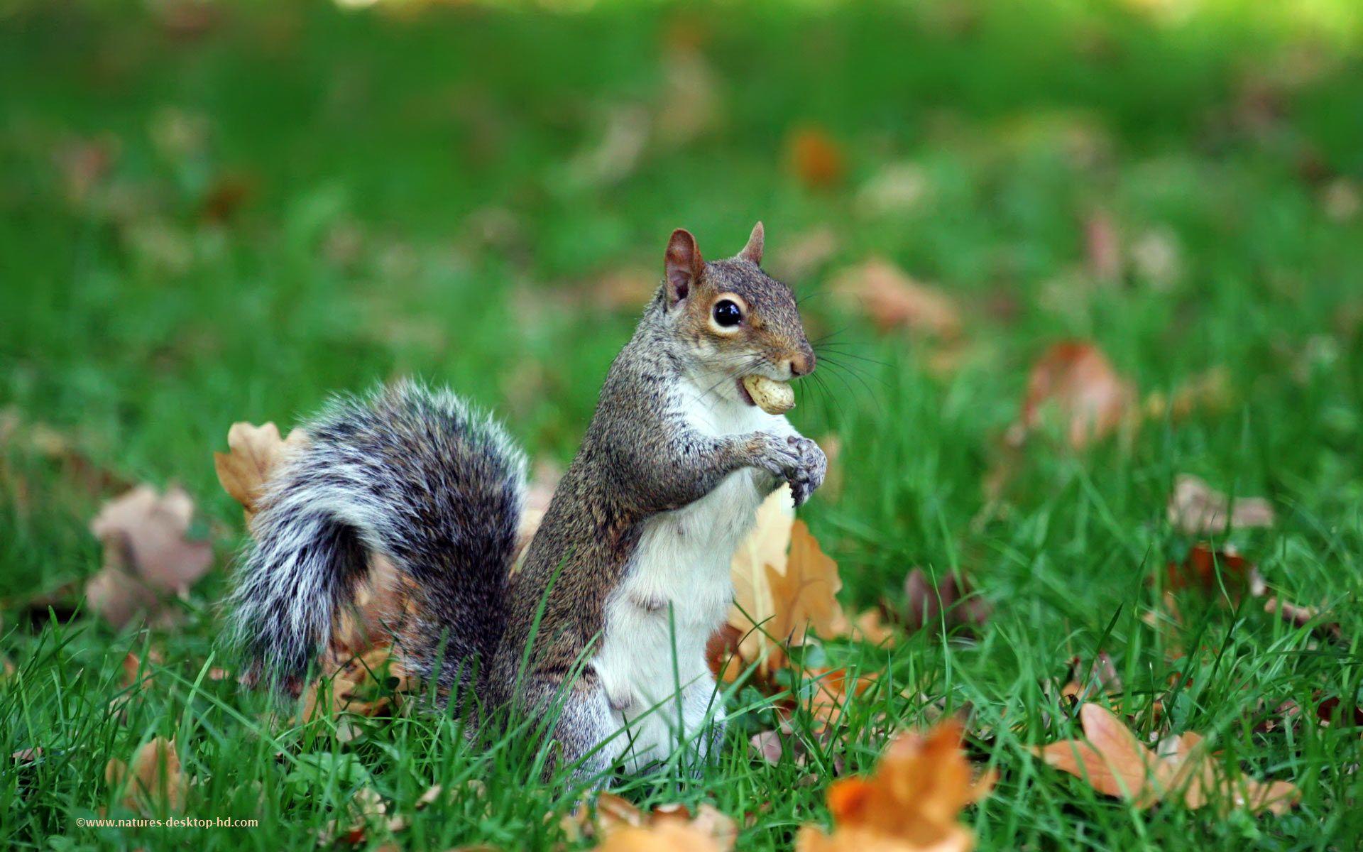 Cool Squirrel Wallpapers - Top Free Cool Squirrel Backgrounds ...