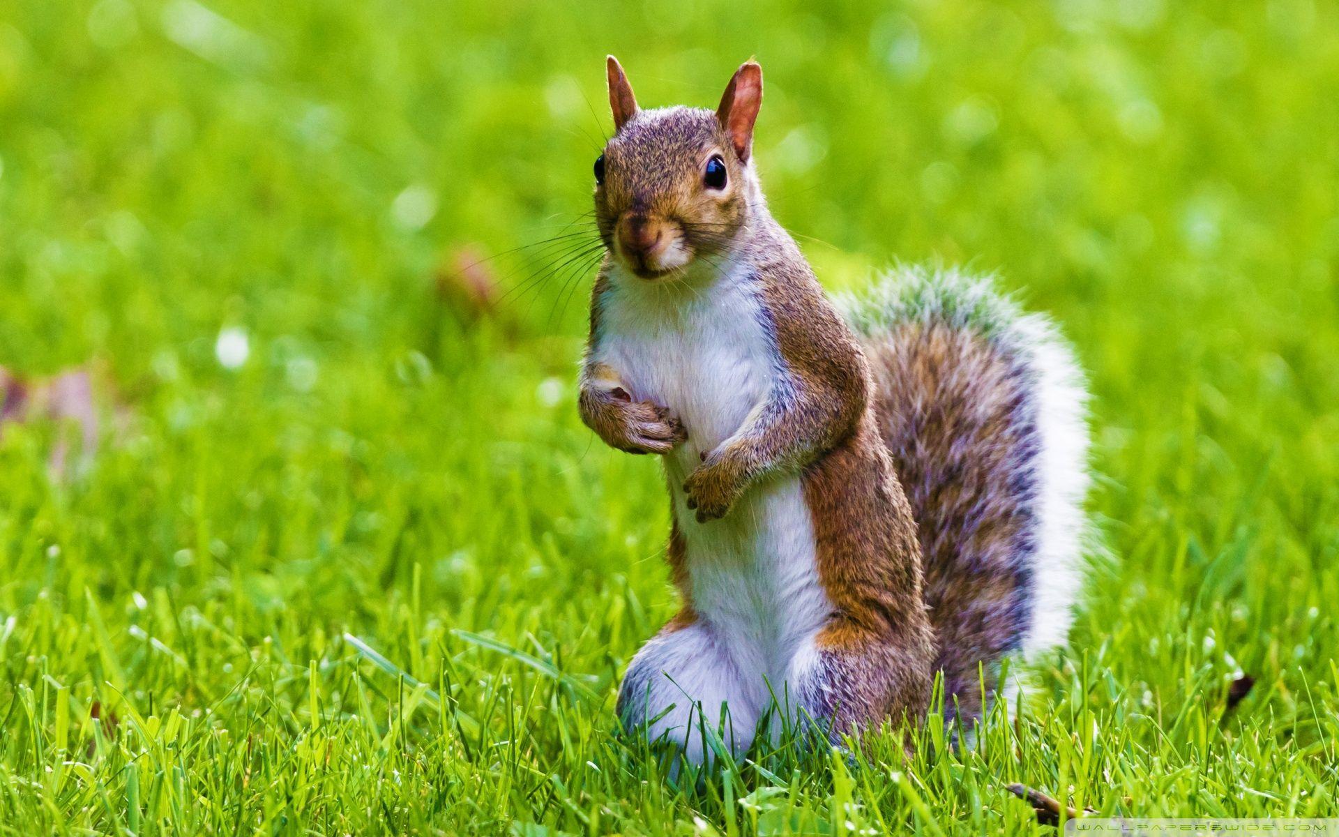 Cool Squirrel Wallpapers - Top Free Cool Squirrel Backgrounds ...
