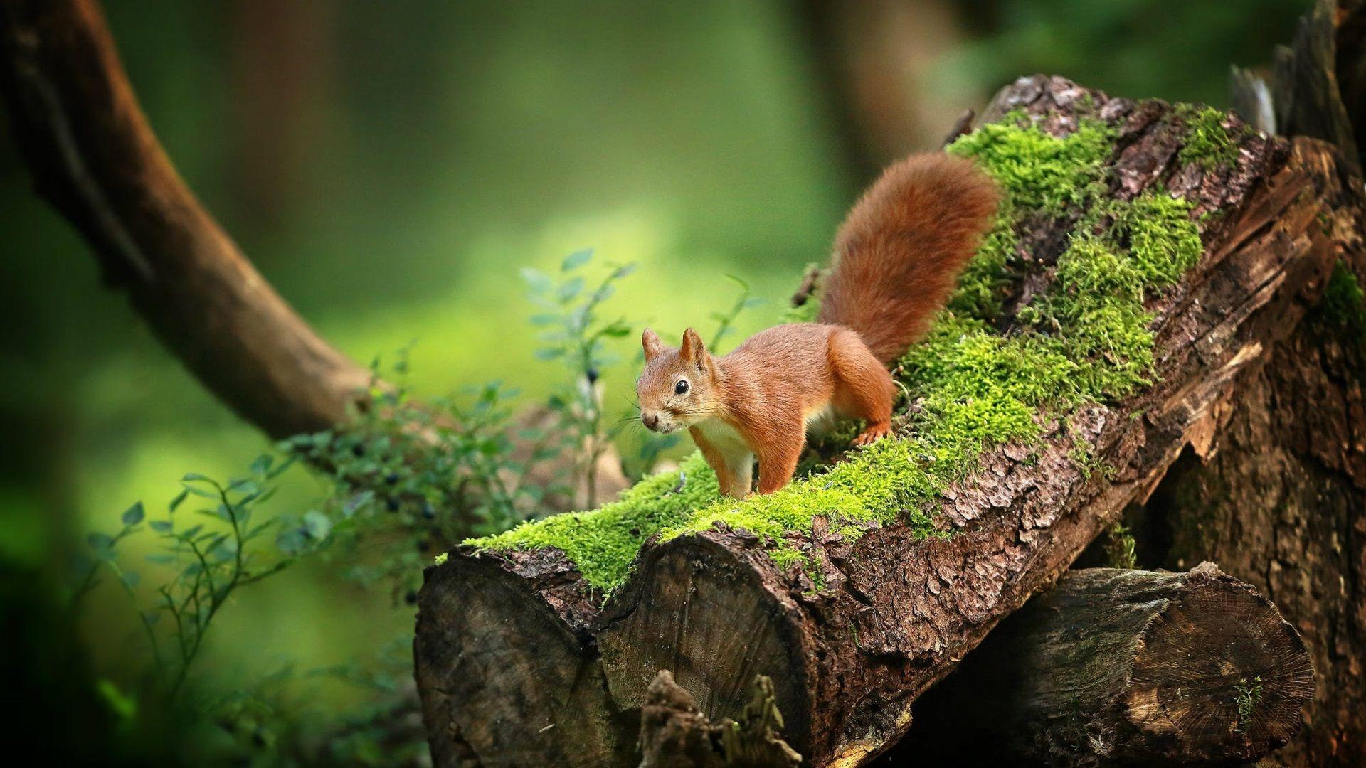 Cool Squirrel Wallpapers - Top Free Cool Squirrel Backgrounds ...
