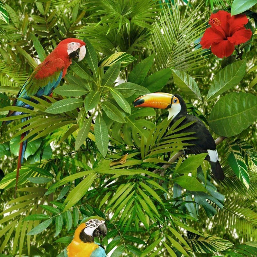 Tropical Parrot Wallpapers - Top Free Tropical Parrot Backgrounds ...