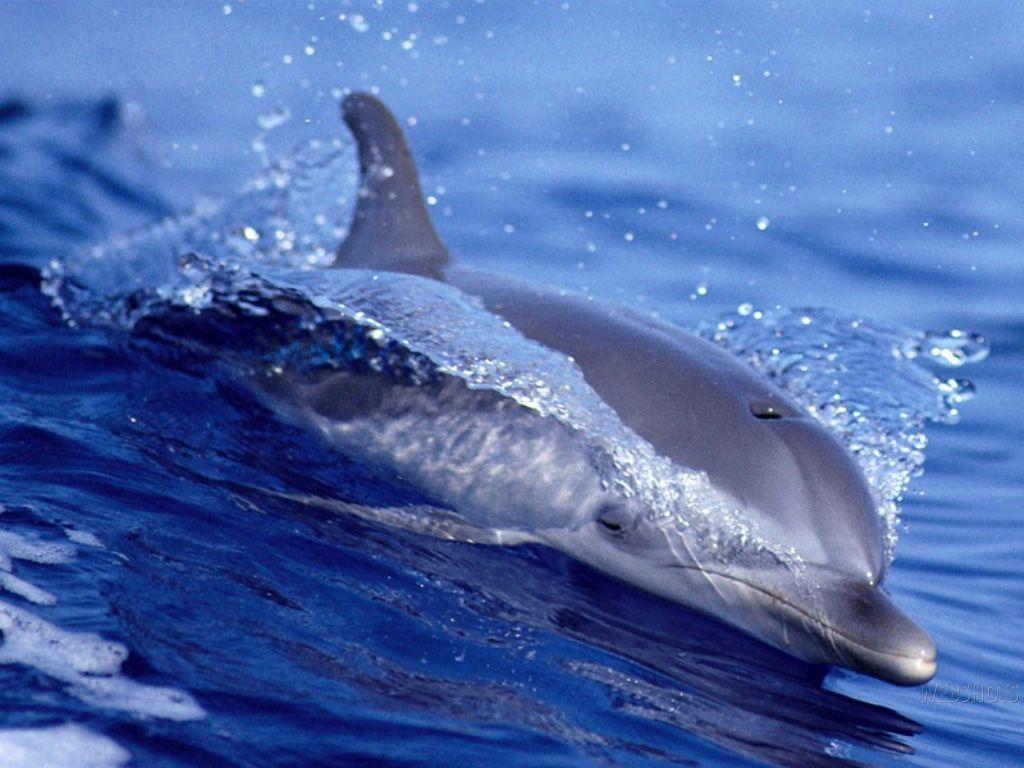 Dolphin Heart Wallpapers - Top Free Dolphin Heart Backgrounds ...