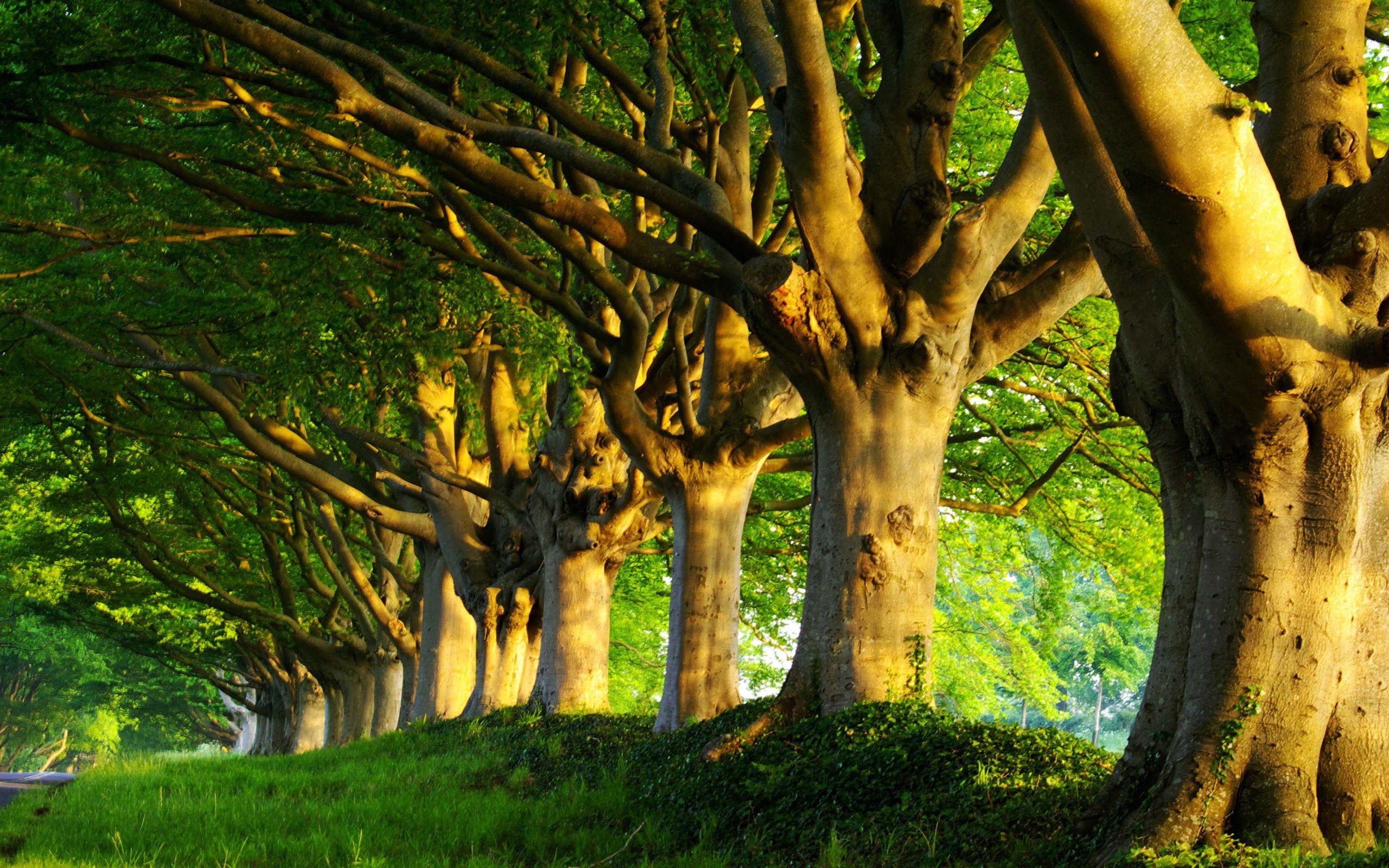Beautiful Spring Morning Wallpapers - Top Free Beautiful Spring Morning ...