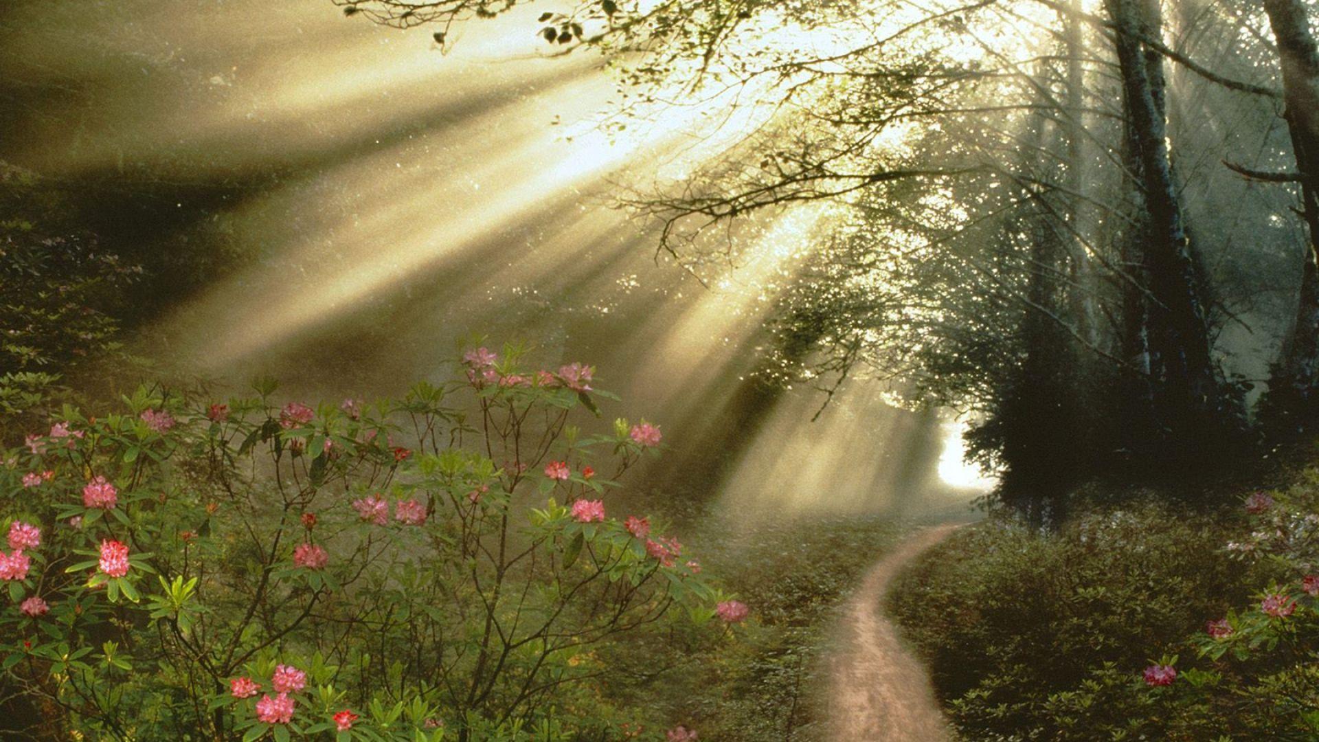 Spring Morning Wallpapers - Top Free Spring Morning Backgrounds ...