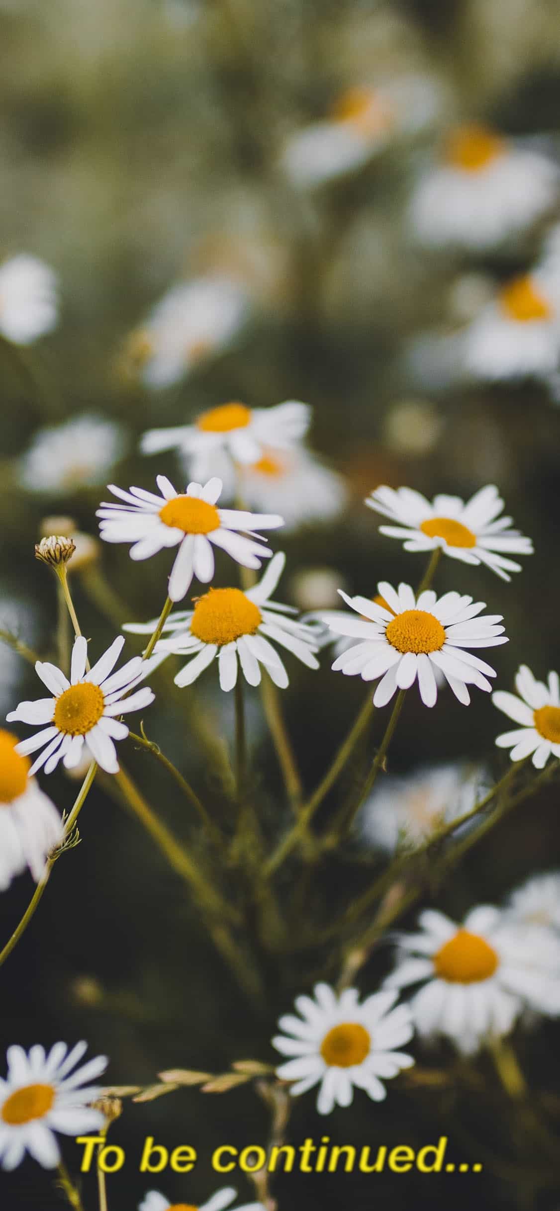 To Be Continued Wallpapers - Top Free To Be Continued Backgrounds ...