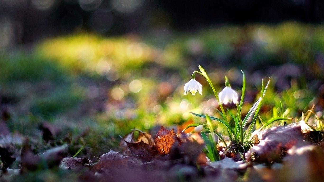 Spring Morning Wallpapers - Top Free Spring Morning Backgrounds ...