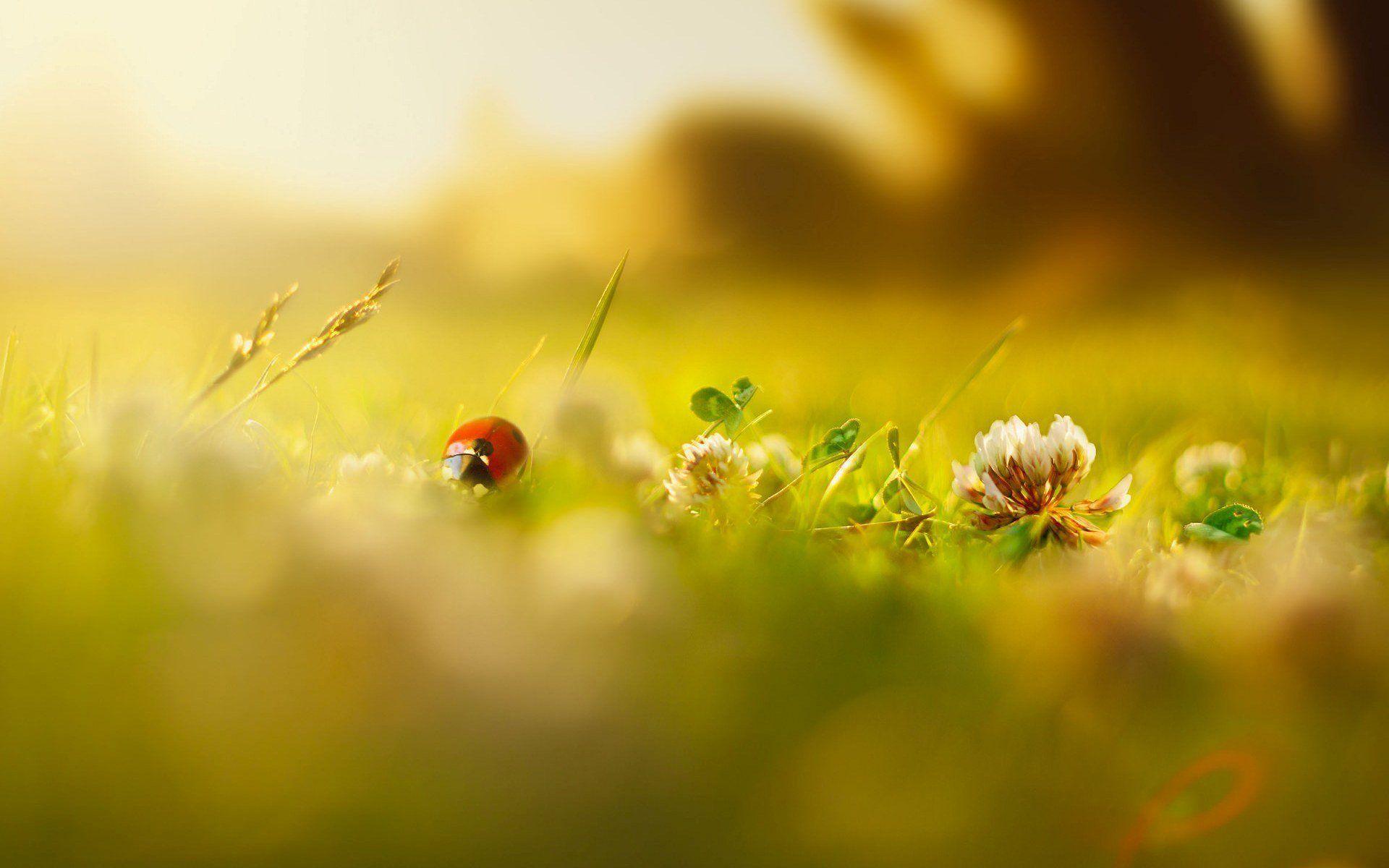 Spring Morning Wallpapers - Top Free Spring Morning Backgrounds ...