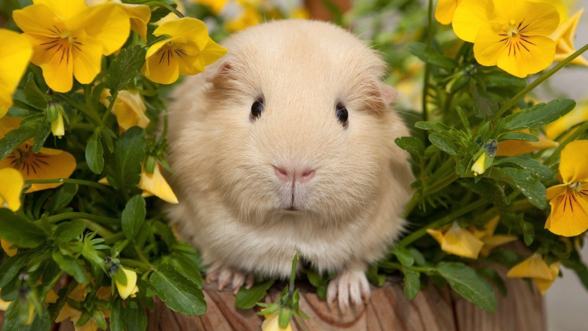 Guinea Pigs Wallpapers - Top Free Guinea Pigs Backgrounds - WallpaperAccess
