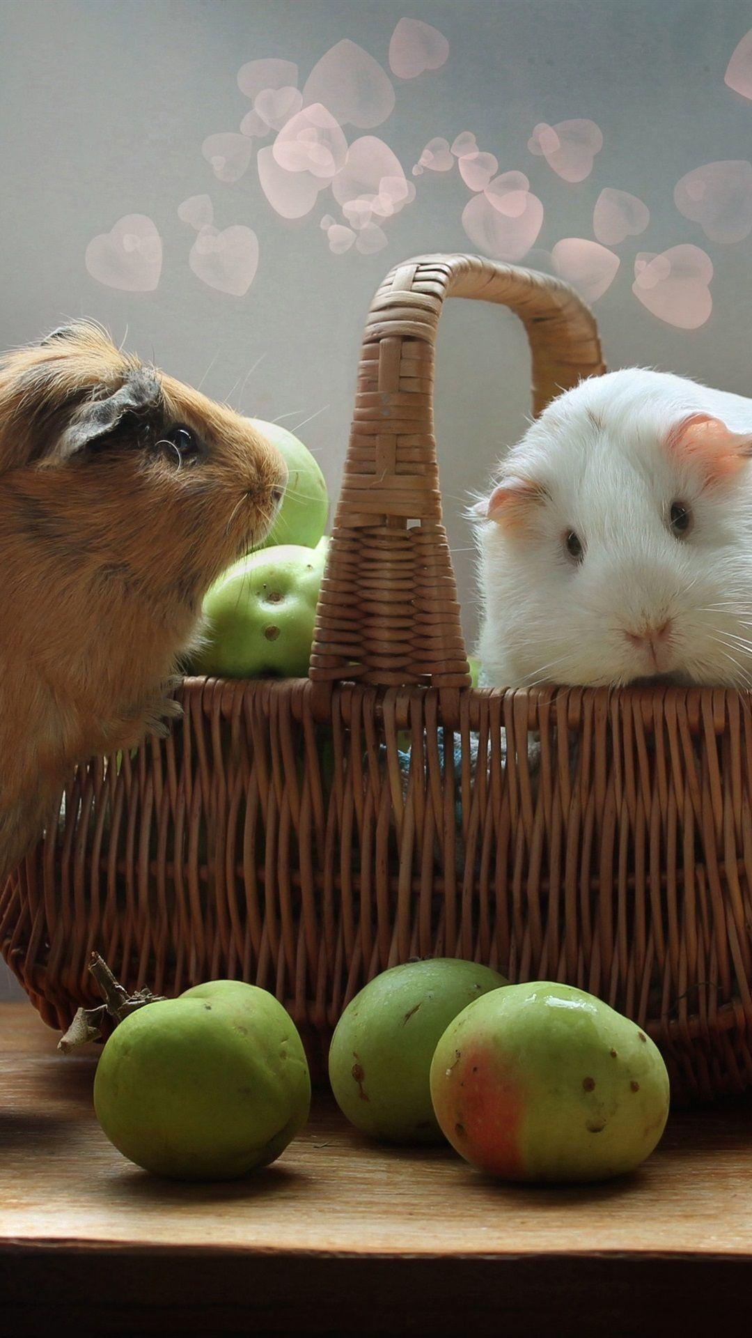 Guinea Pigs Wallpapers - Top Free Guinea Pigs Backgrounds - WallpaperAccess