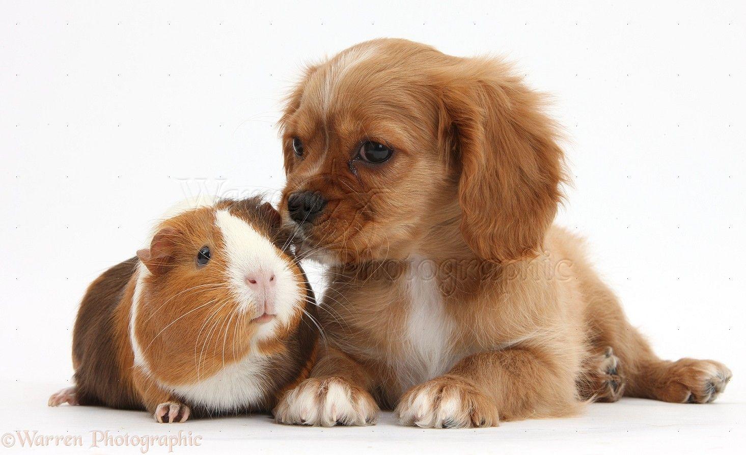 Guinea Pigs Wallpapers - Top Free Guinea Pigs Backgrounds - WallpaperAccess