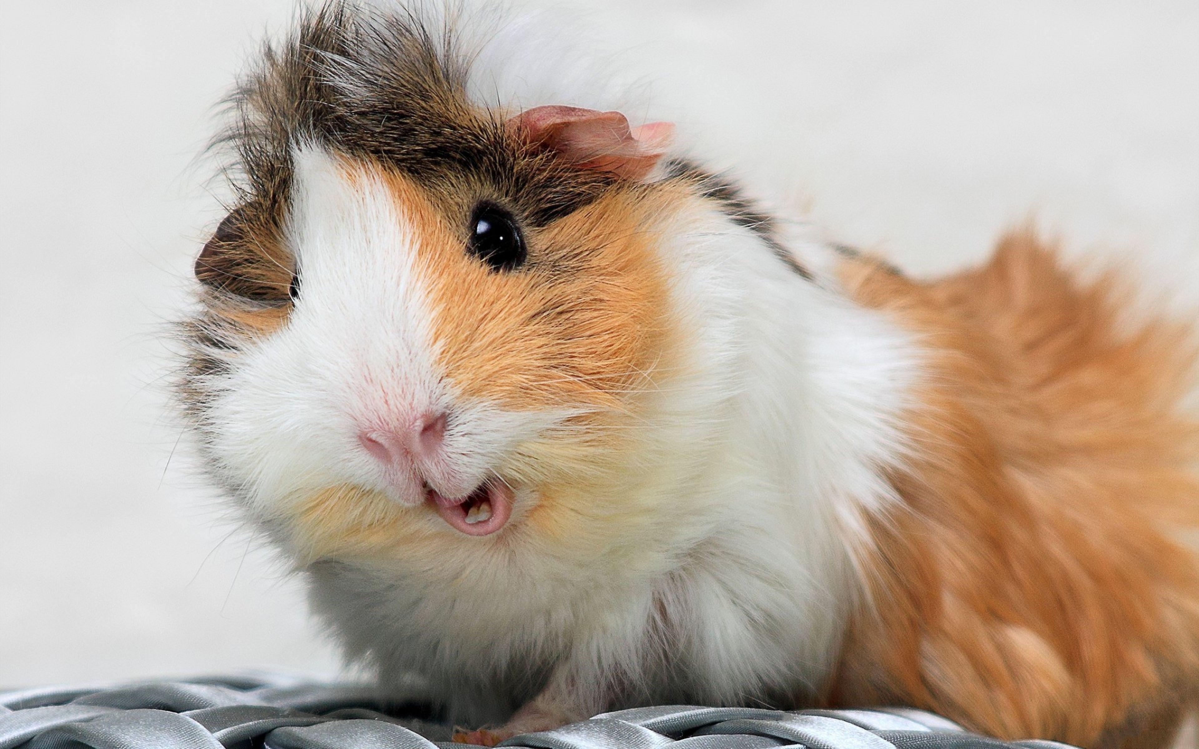 Guinea Pigs Wallpapers - Top Free Guinea Pigs Backgrounds - WallpaperAccess