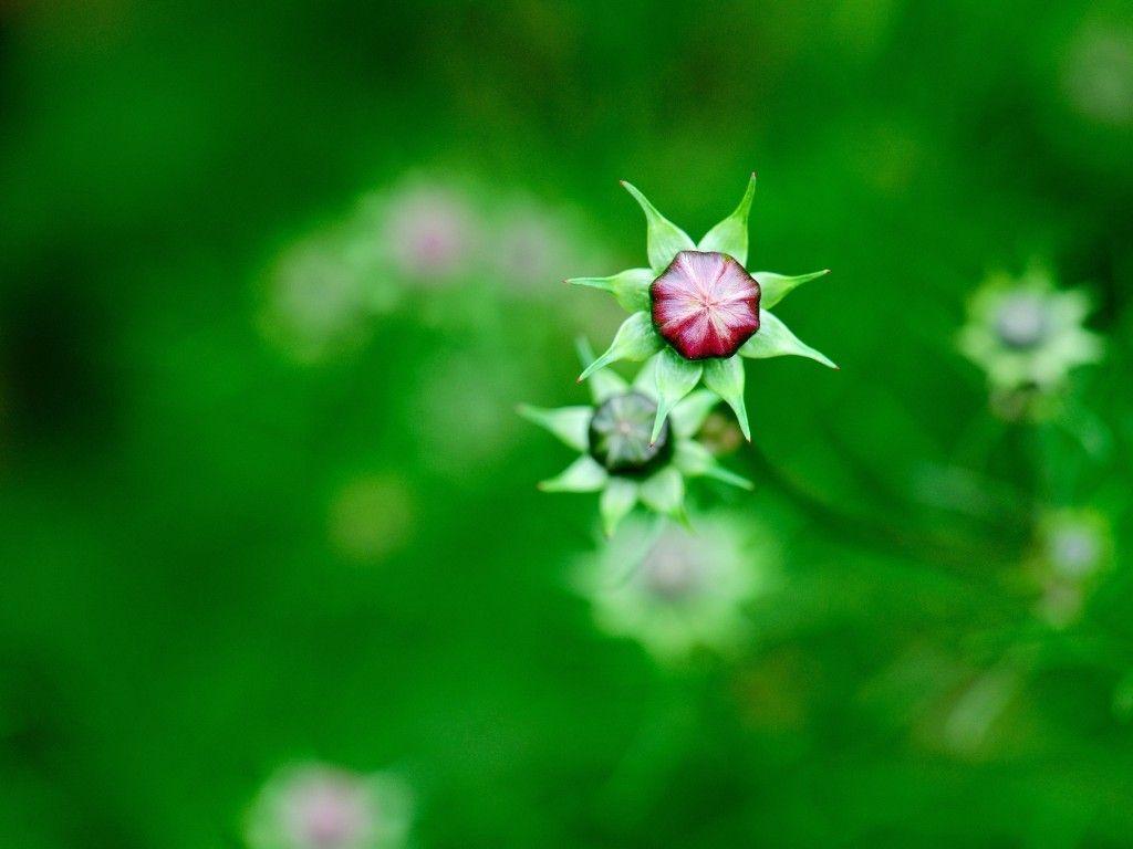 Spring Morning Wallpapers - Top Free Spring Morning Backgrounds ...