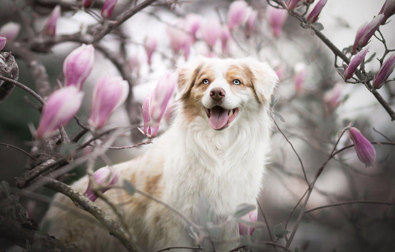 Smile dog Wallpapers - Top Free Smile dog Backgrounds - WallpaperAccess