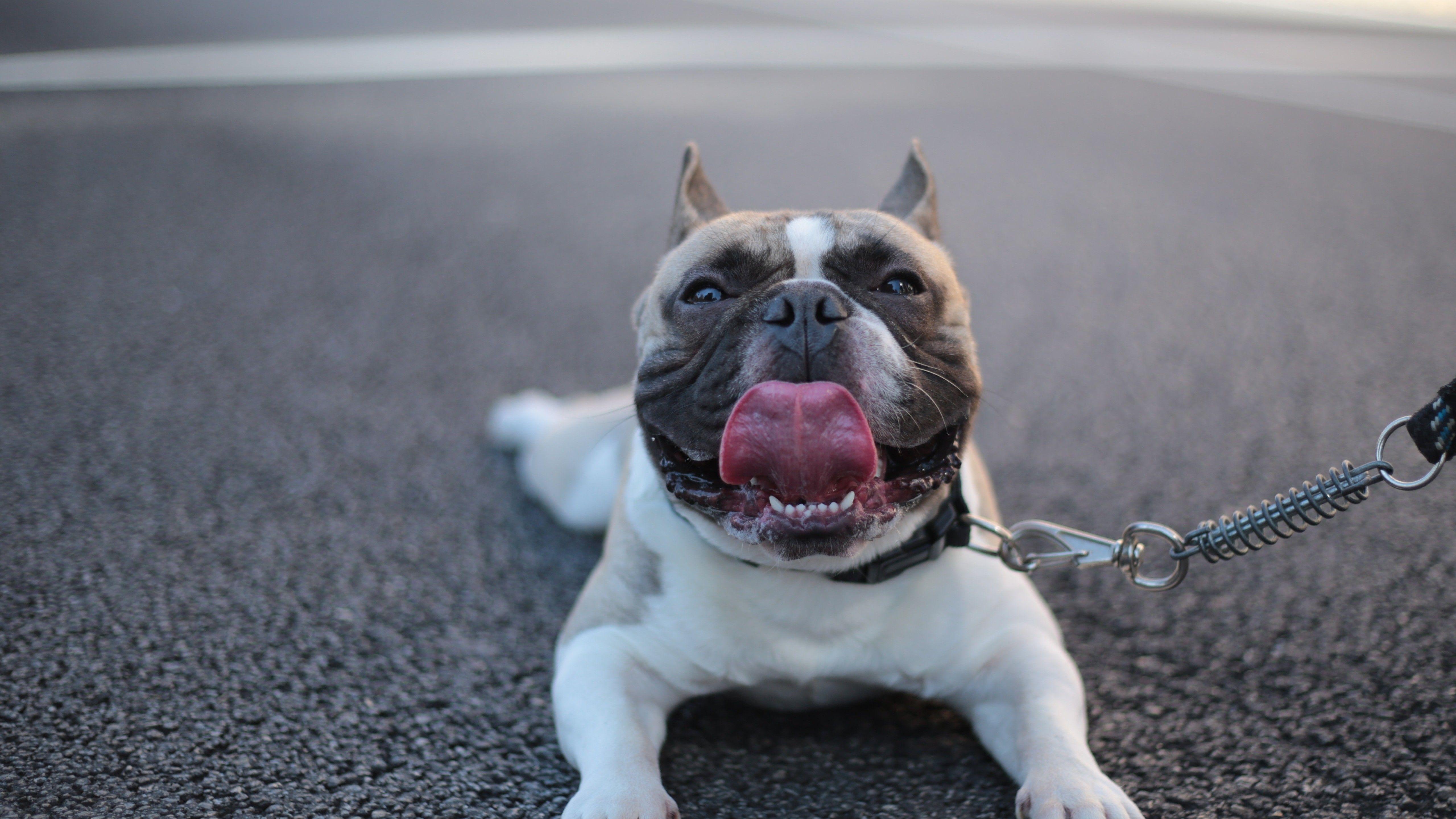 Smile dog Wallpapers - Top Free Smile dog Backgrounds - WallpaperAccess