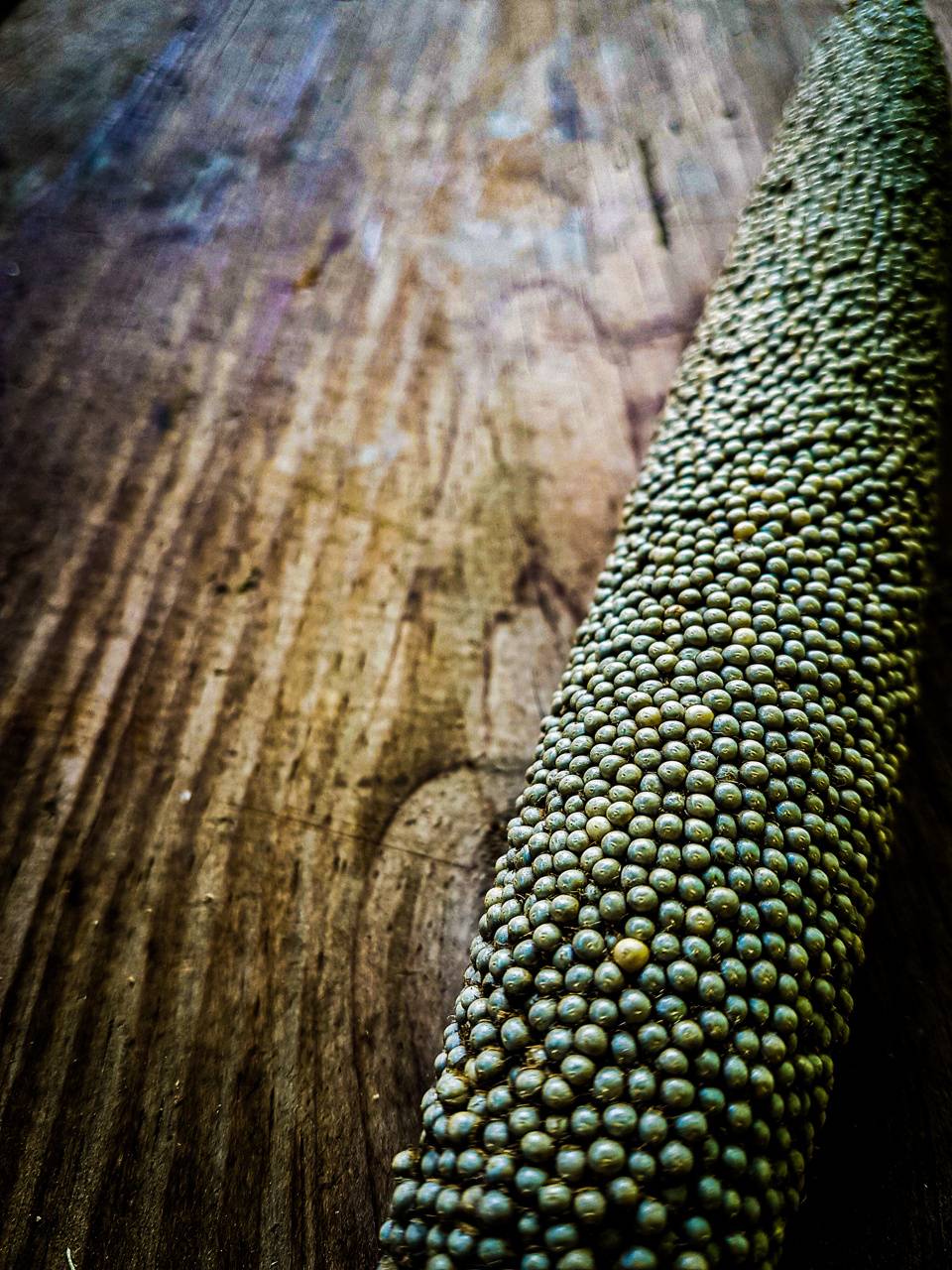 Millet Wallpapers - Top Free Millet Backgrounds - WallpaperAccess