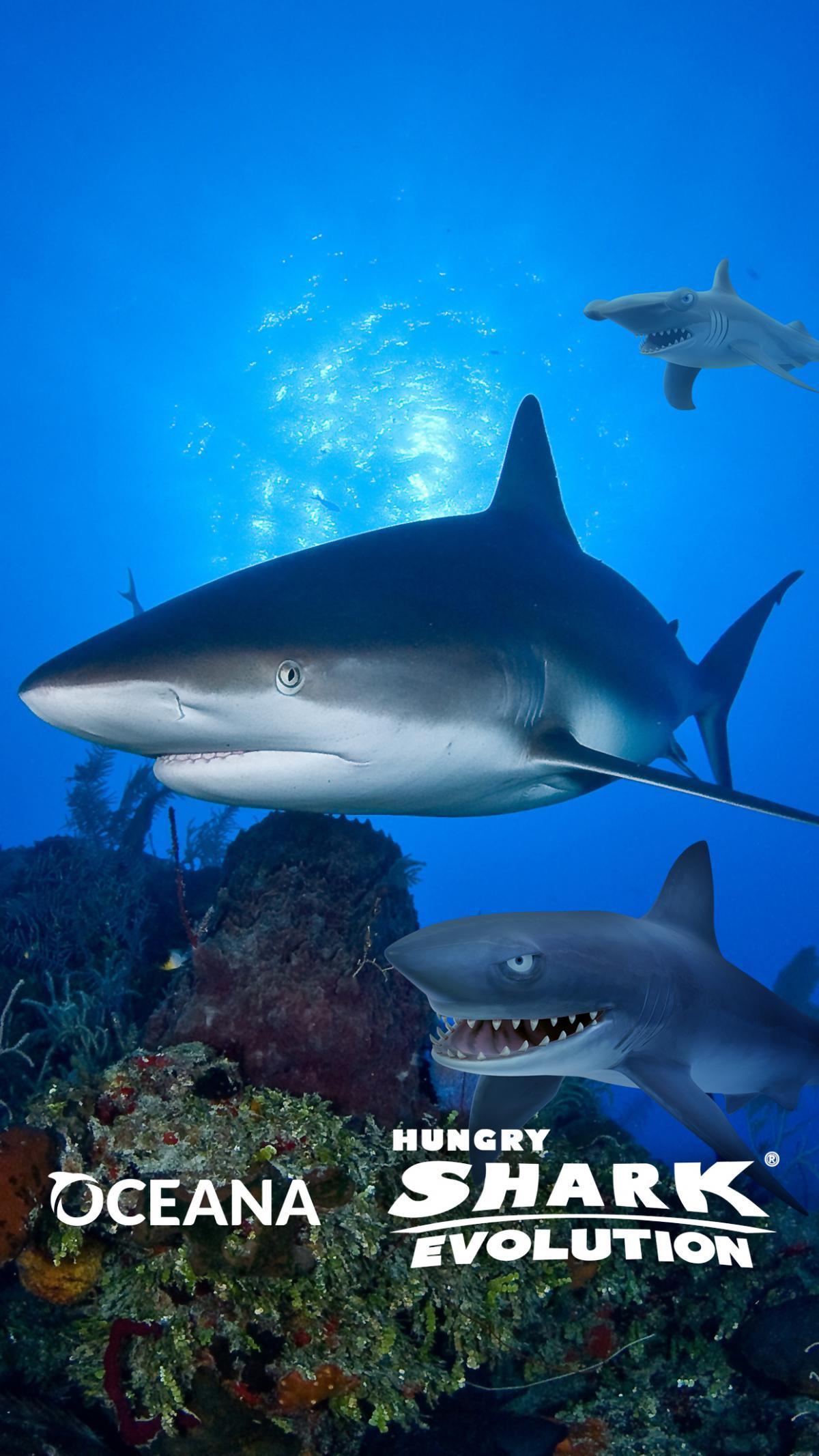 Hungry Shark Wallpapers - Top Free Hungry Shark Backgrounds ...