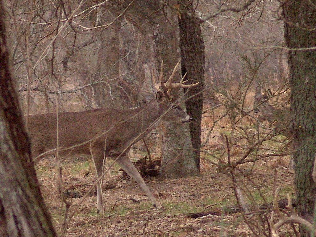 Whitetail Deer Hunting Desktop Wallpapers - Top Free Whitetail Deer ...
