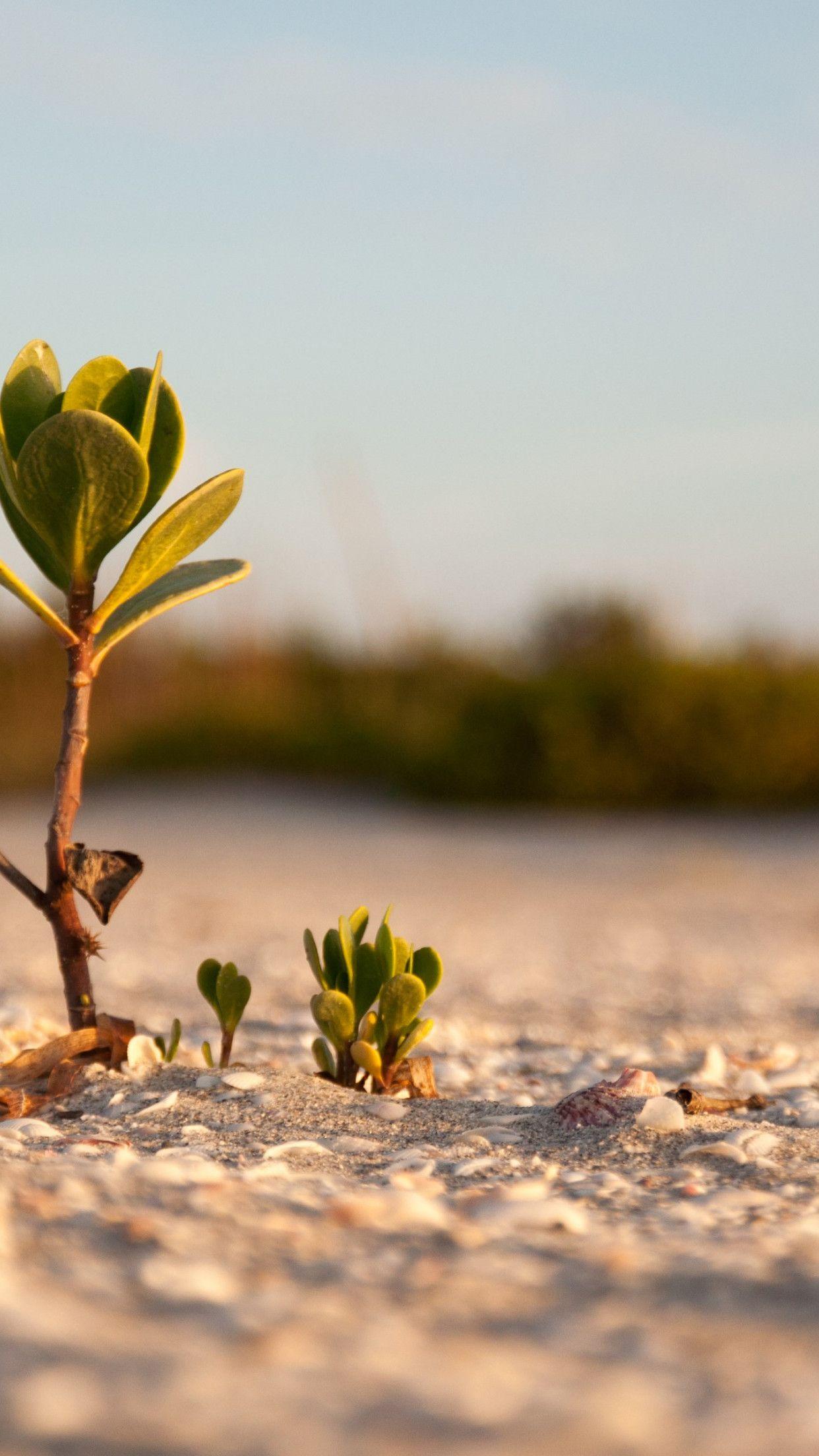 Mangrove Wallpapers - Top Free Mangrove Backgrounds - WallpaperAccess