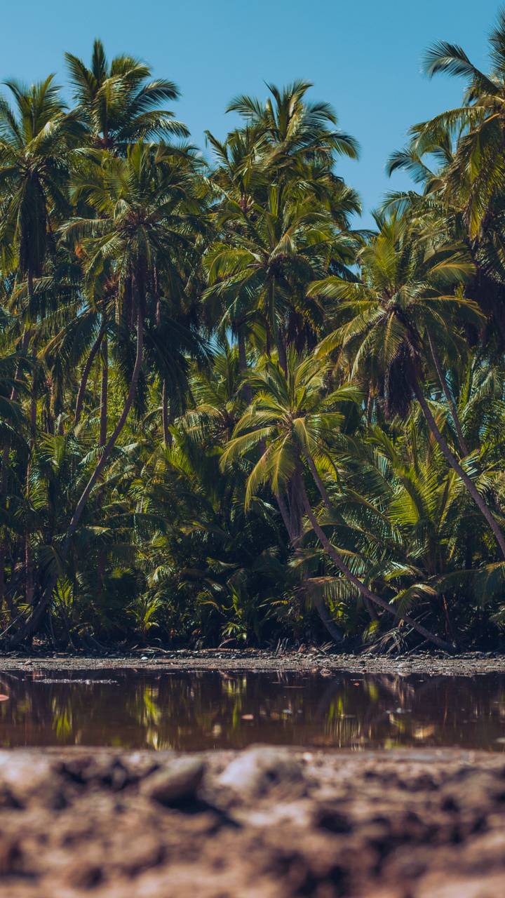 Mangrove Wallpapers - Top Free Mangrove Backgrounds - WallpaperAccess