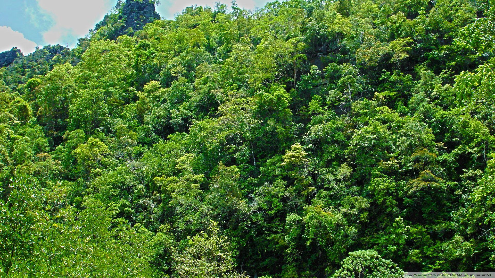 Mangrove Wallpapers - Top Free Mangrove Backgrounds - WallpaperAccess