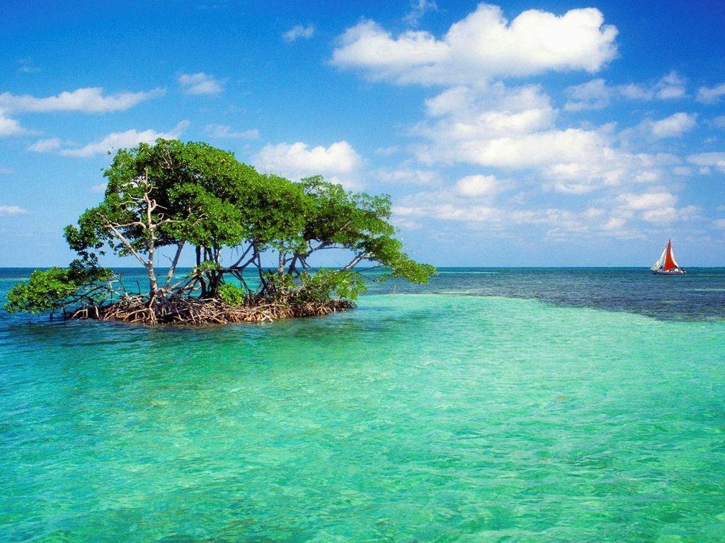 Mangrove Wallpapers - Top Free Mangrove Backgrounds - WallpaperAccess