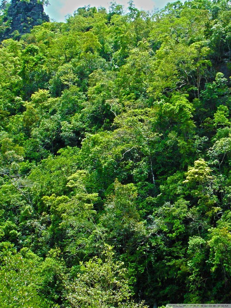 Mangrove Wallpapers - Top Free Mangrove Backgrounds - WallpaperAccess