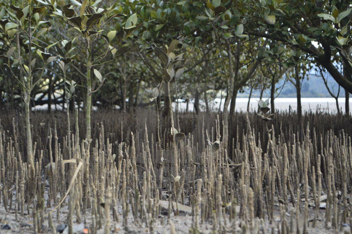 Mangrove Wallpapers - Top Free Mangrove Backgrounds - WallpaperAccess